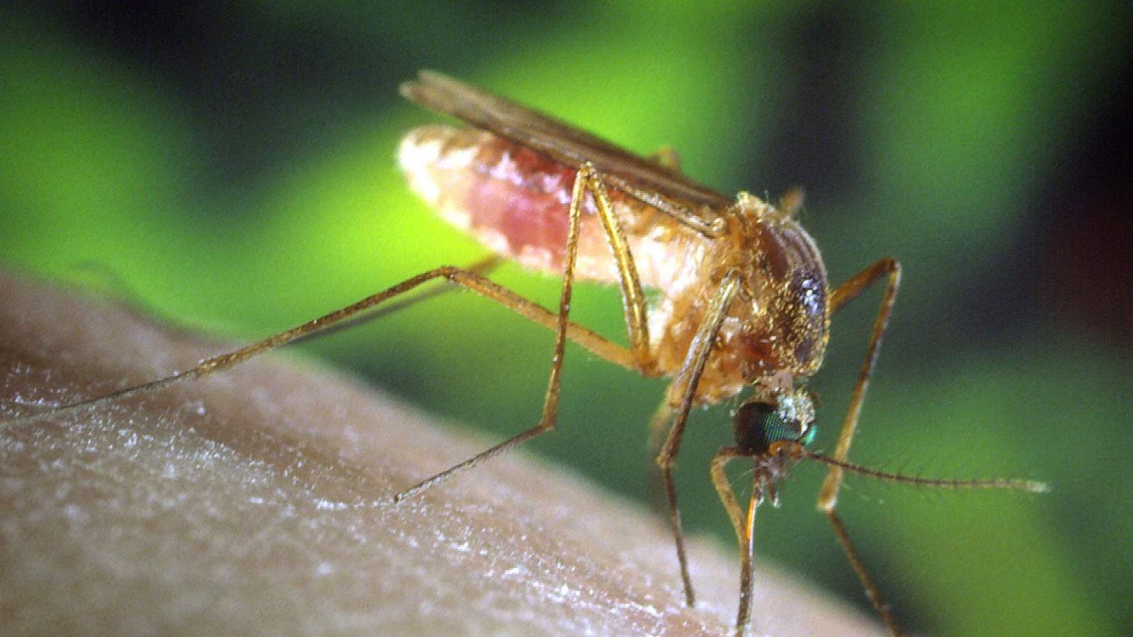 Scientists discover mosquitoes' stealth secrets | Science, Climate ...