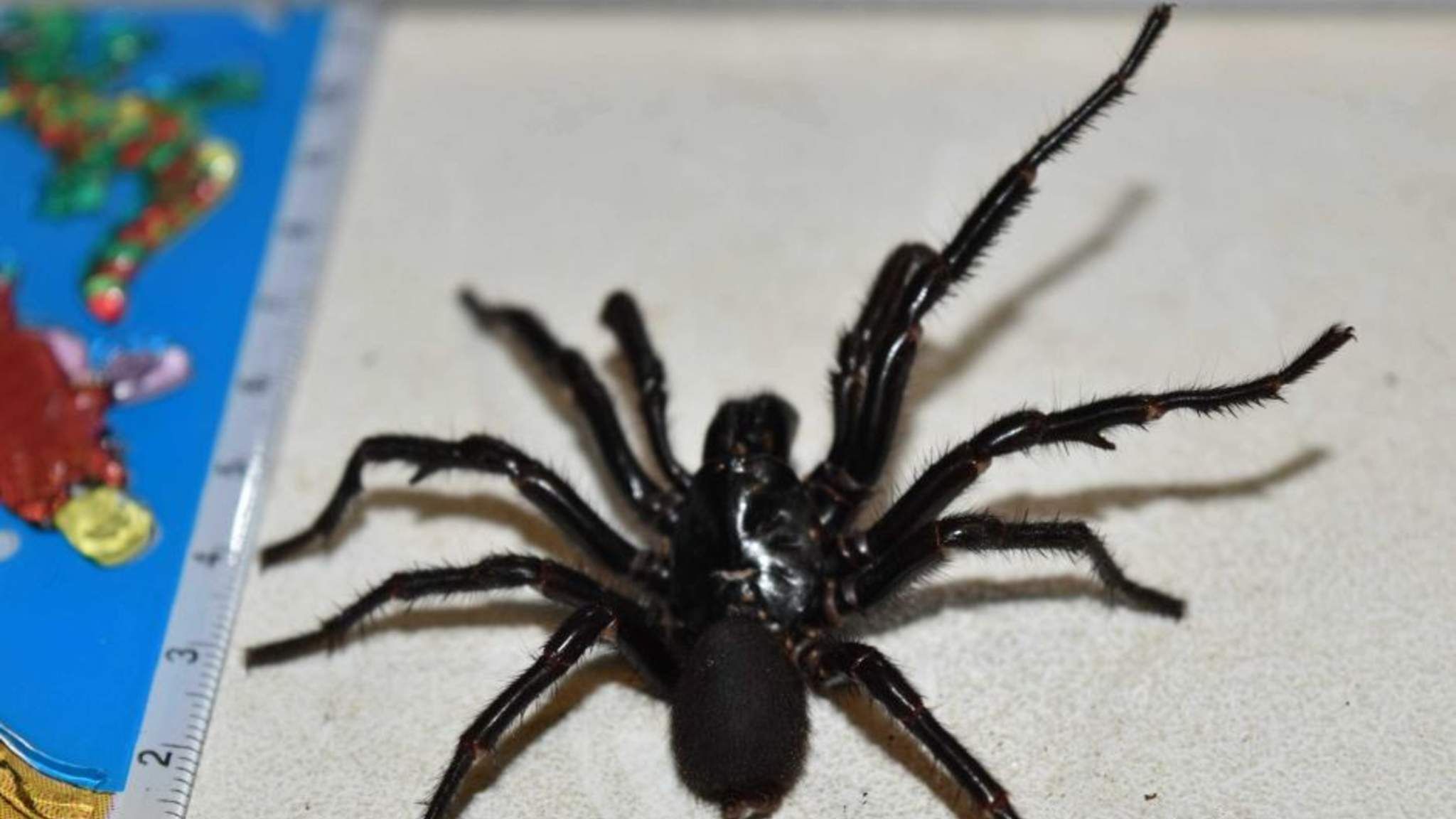 'Big Boy' Funnel-Web Spider Caught For Milking | Scoop News | Sky News