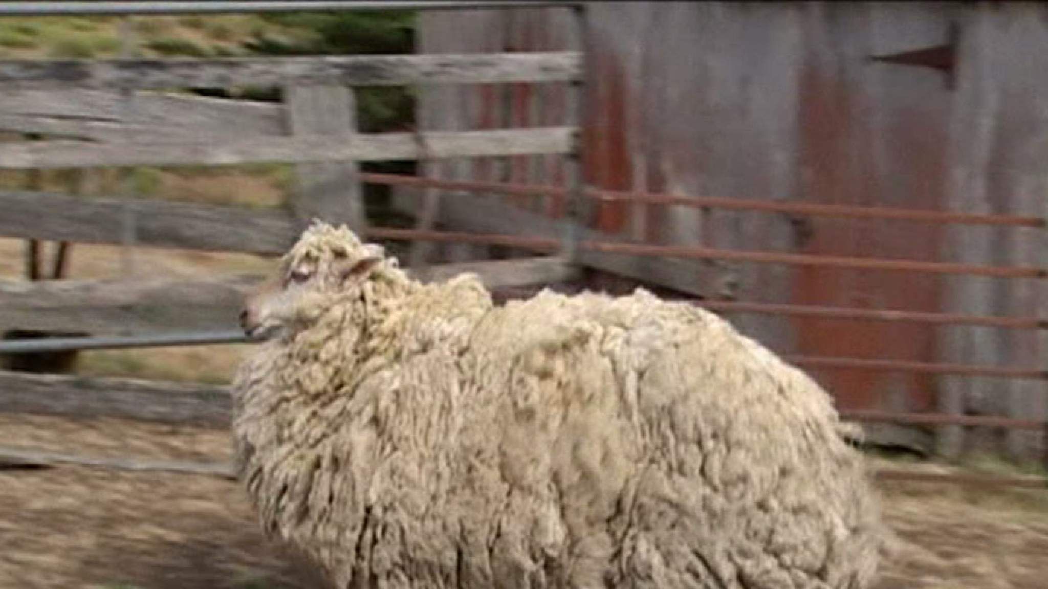 Shorn Identity: Runaway Sheep Gets New Look | Scoop News | Sky News