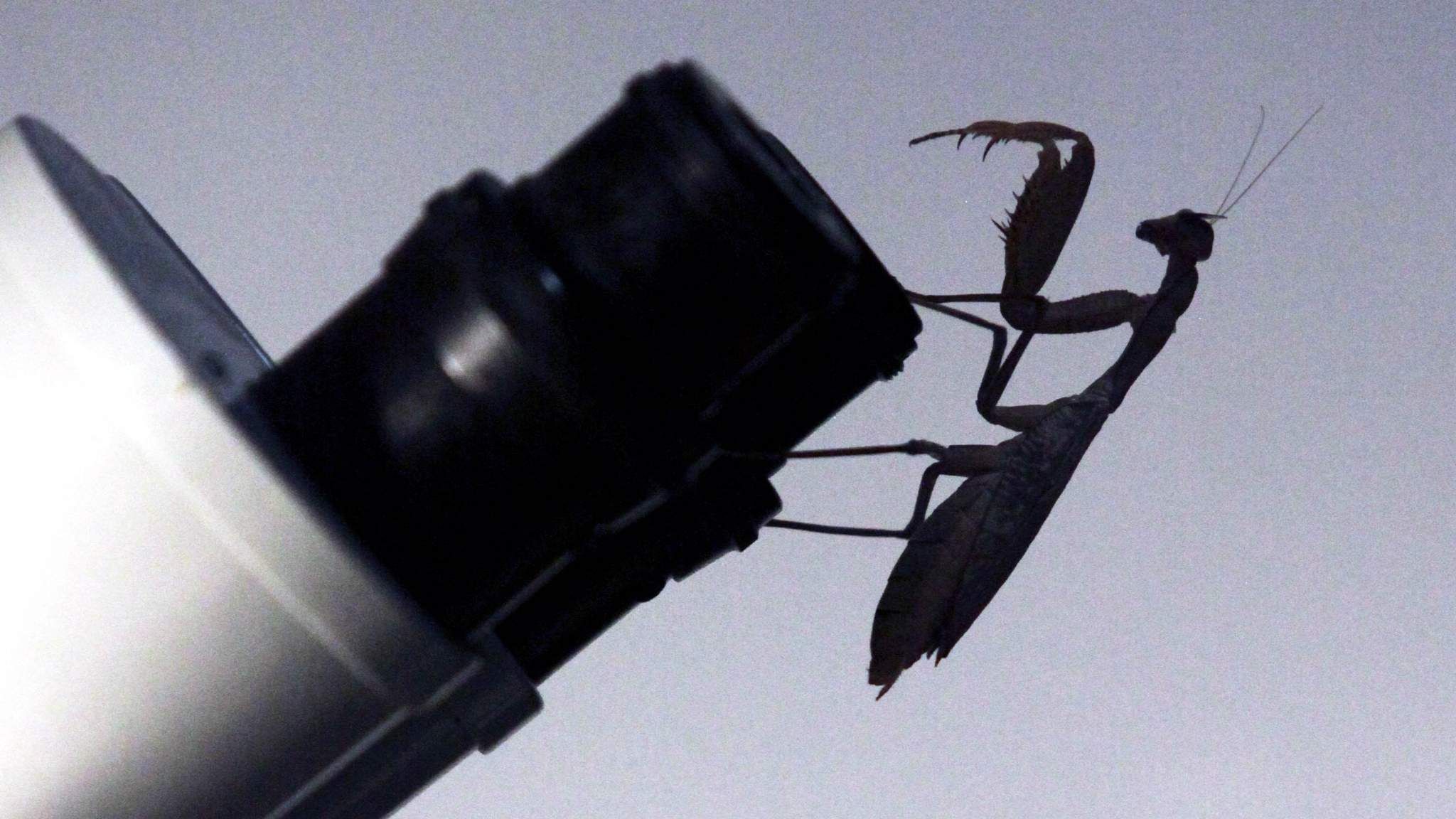 Praying Mantises Given 3D Specs By Scientists | Scoop News | Sky News