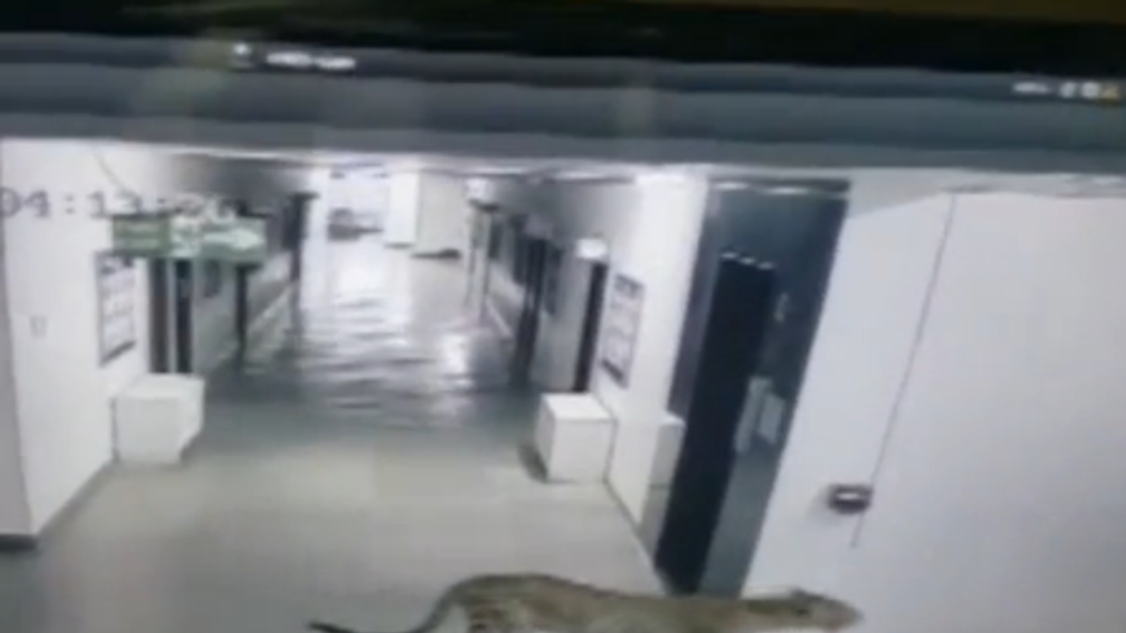 Caught On Camera: Leopard Strolls Into School | World News | Sky News