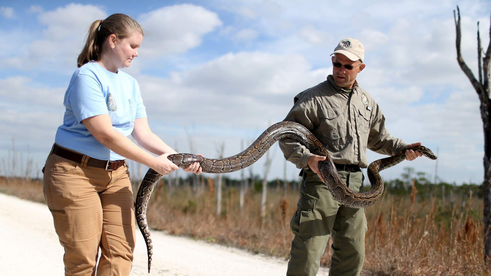 Florida Python Cull Draws Hundreds Of Hunters | US News | Sky News