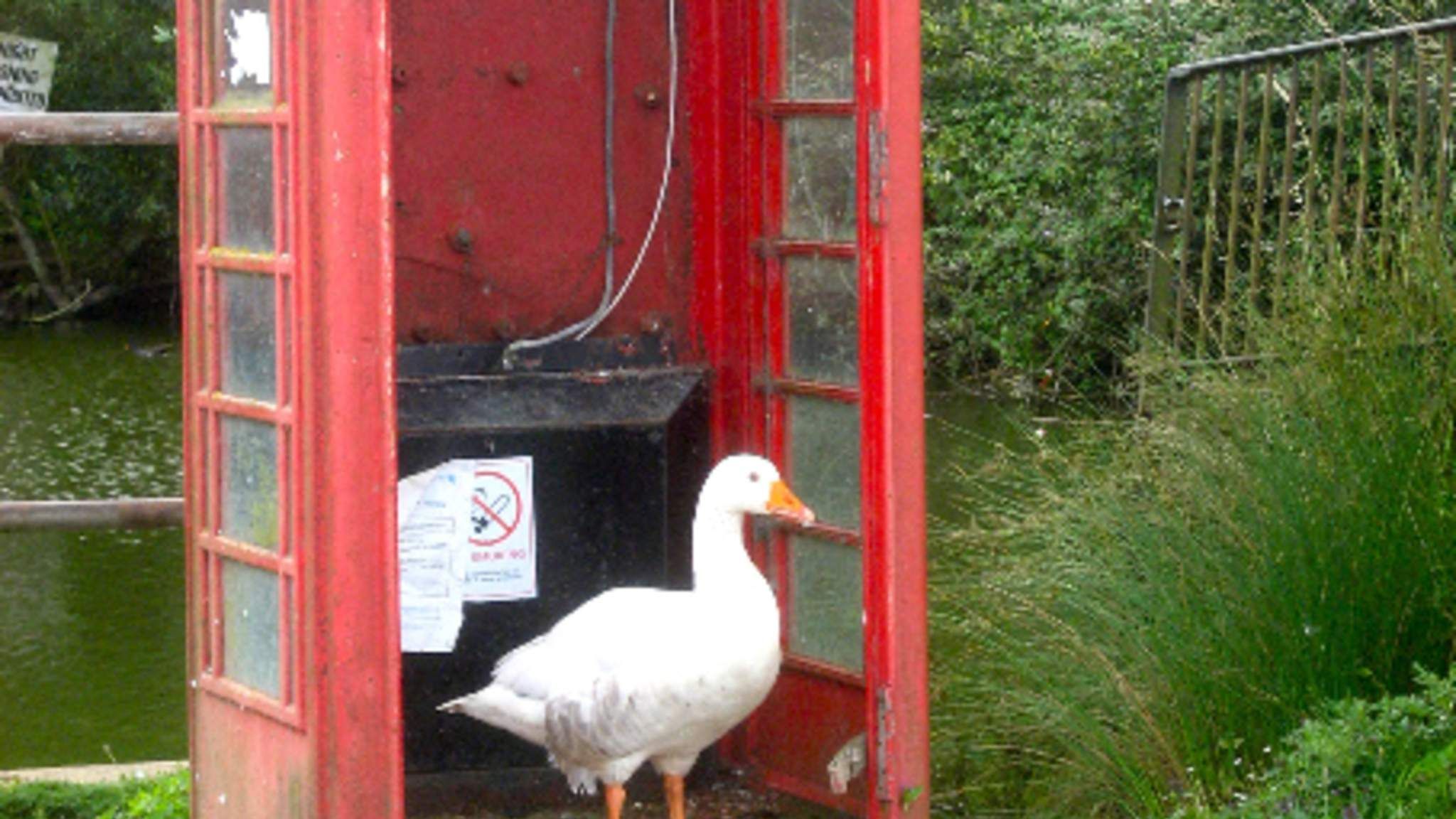 Goose Exhumed After Deadly Drive-By Shooting | UK News | Sky News