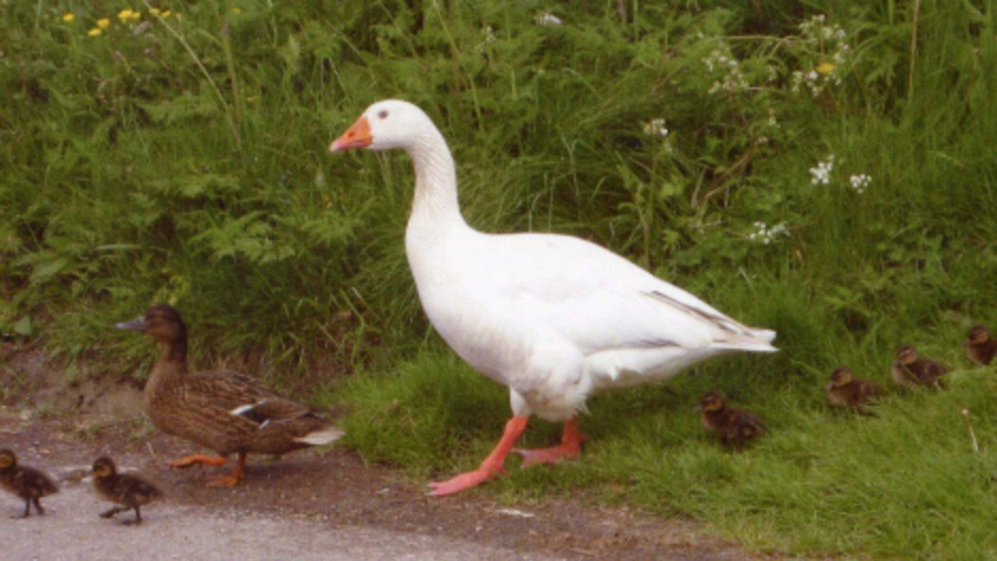 Goose Exhumed After Deadly Drive-By Shooting | UK News | Sky News