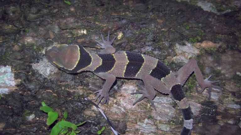 Gecko Ears Could Inspire Robot Design | Science, Climate & Tech News ...