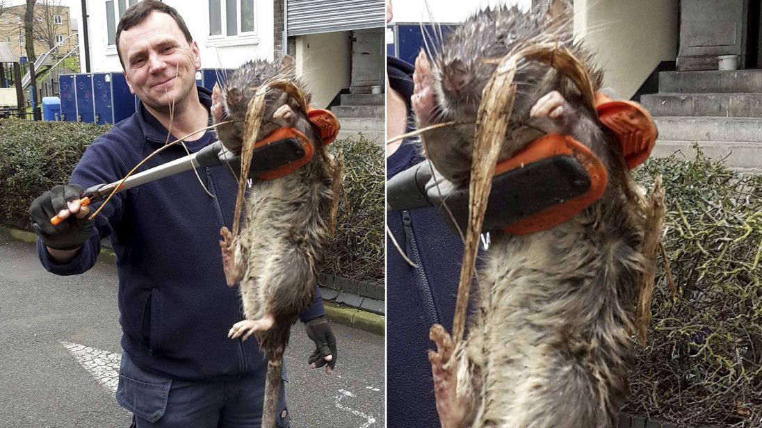 giant-rat-bigger-than-a-dog-near-playground