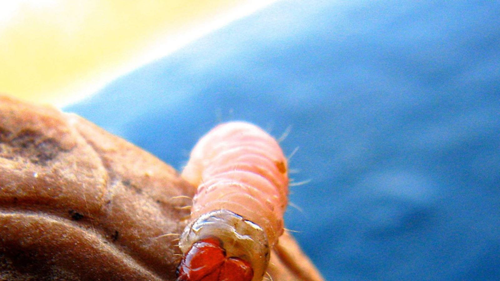 Genetically Modified Maggots Could Help Healing | Science, Climate ...