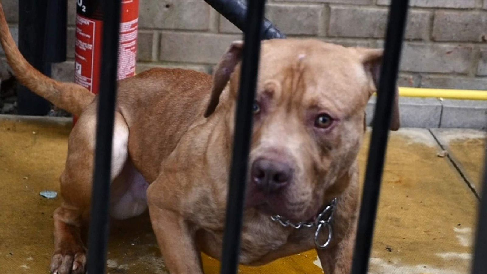 Owners Of Killer Dogs Face 14 Years In Prison | UK News | Sky News