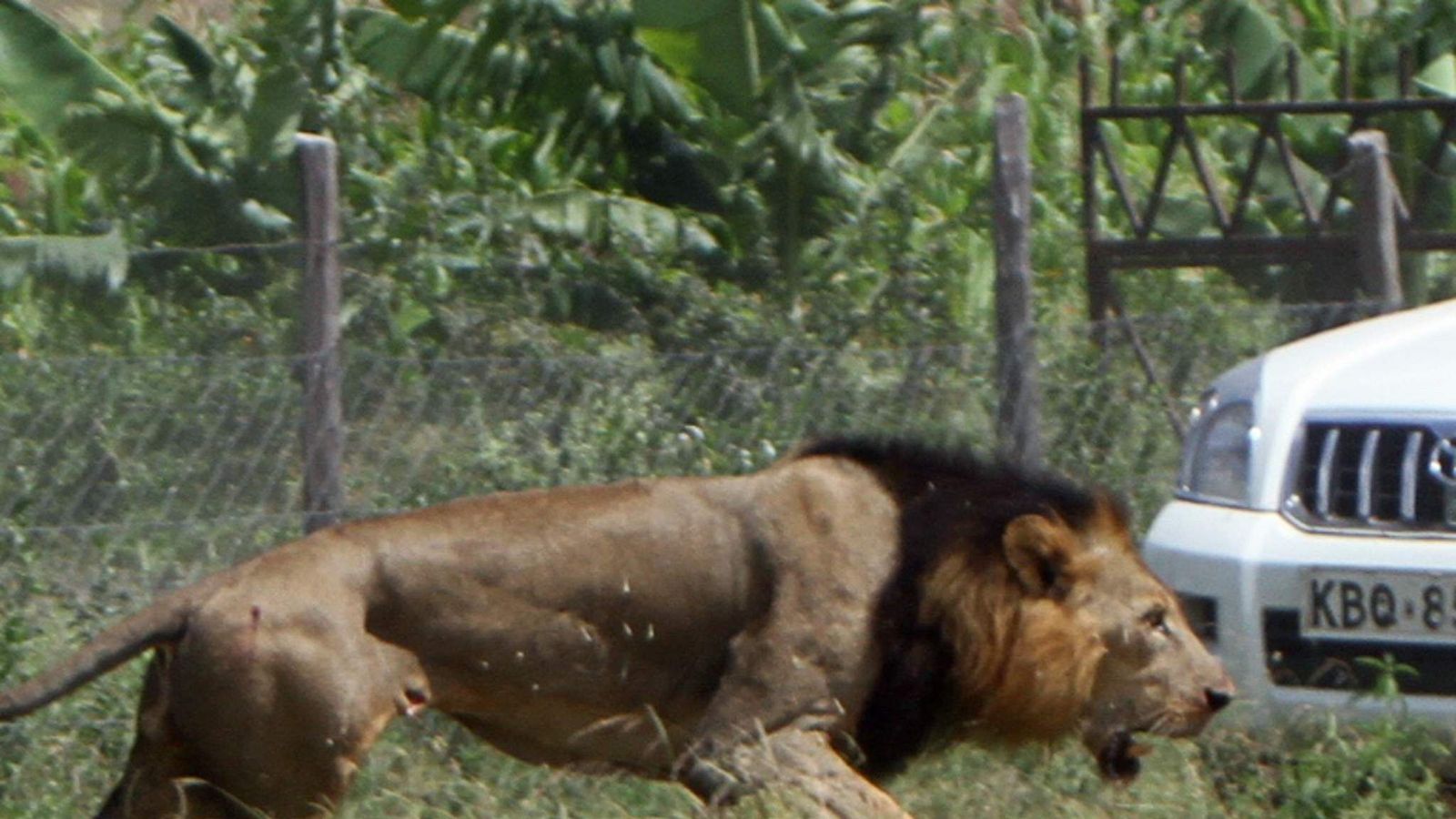 Rangers Shoot Lion Dead After It Strays From Nairobi Wildlife Reserve ...