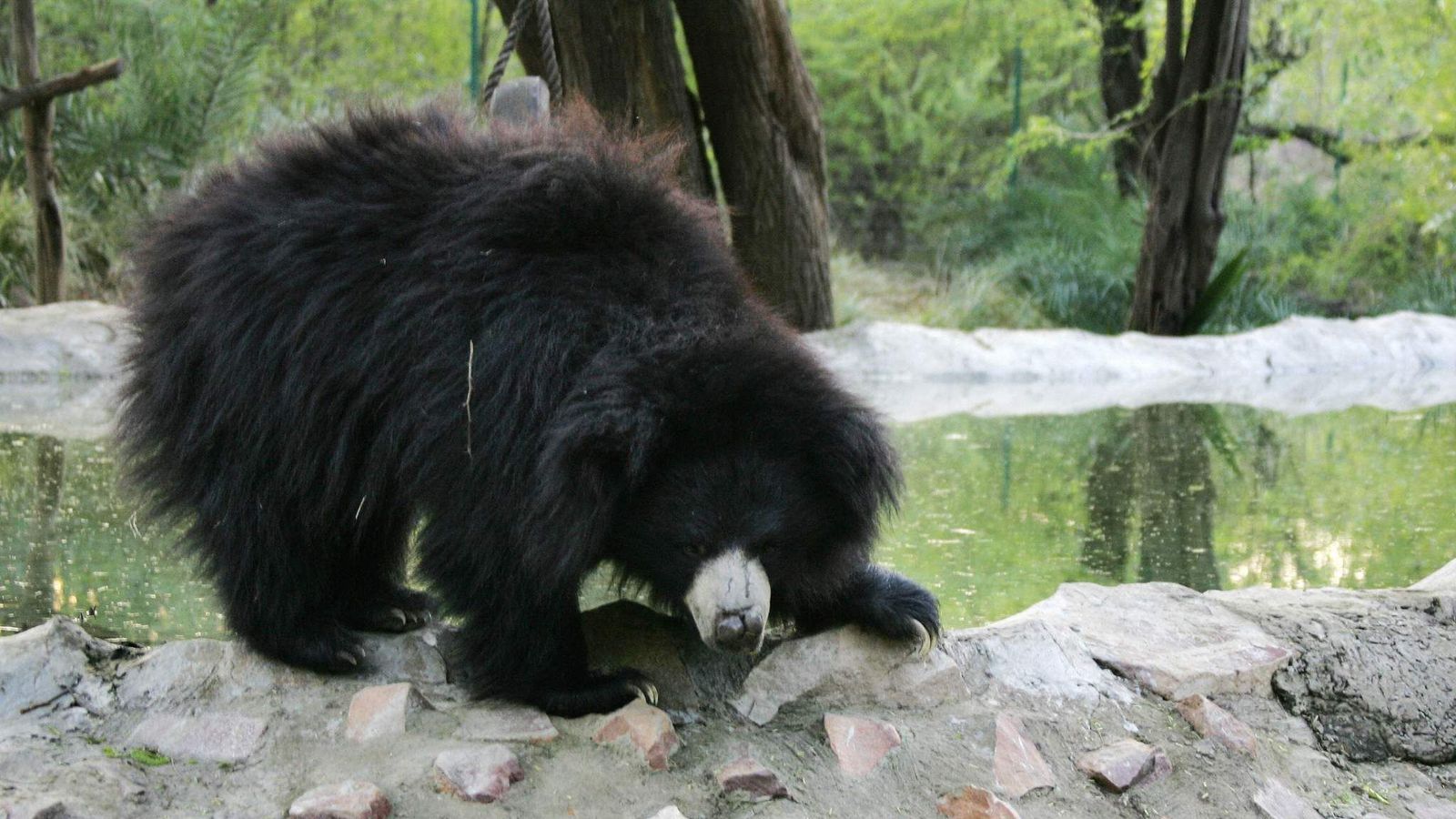 Bear 'On Rampage' Shot After Villagers Killed | World News | Sky News