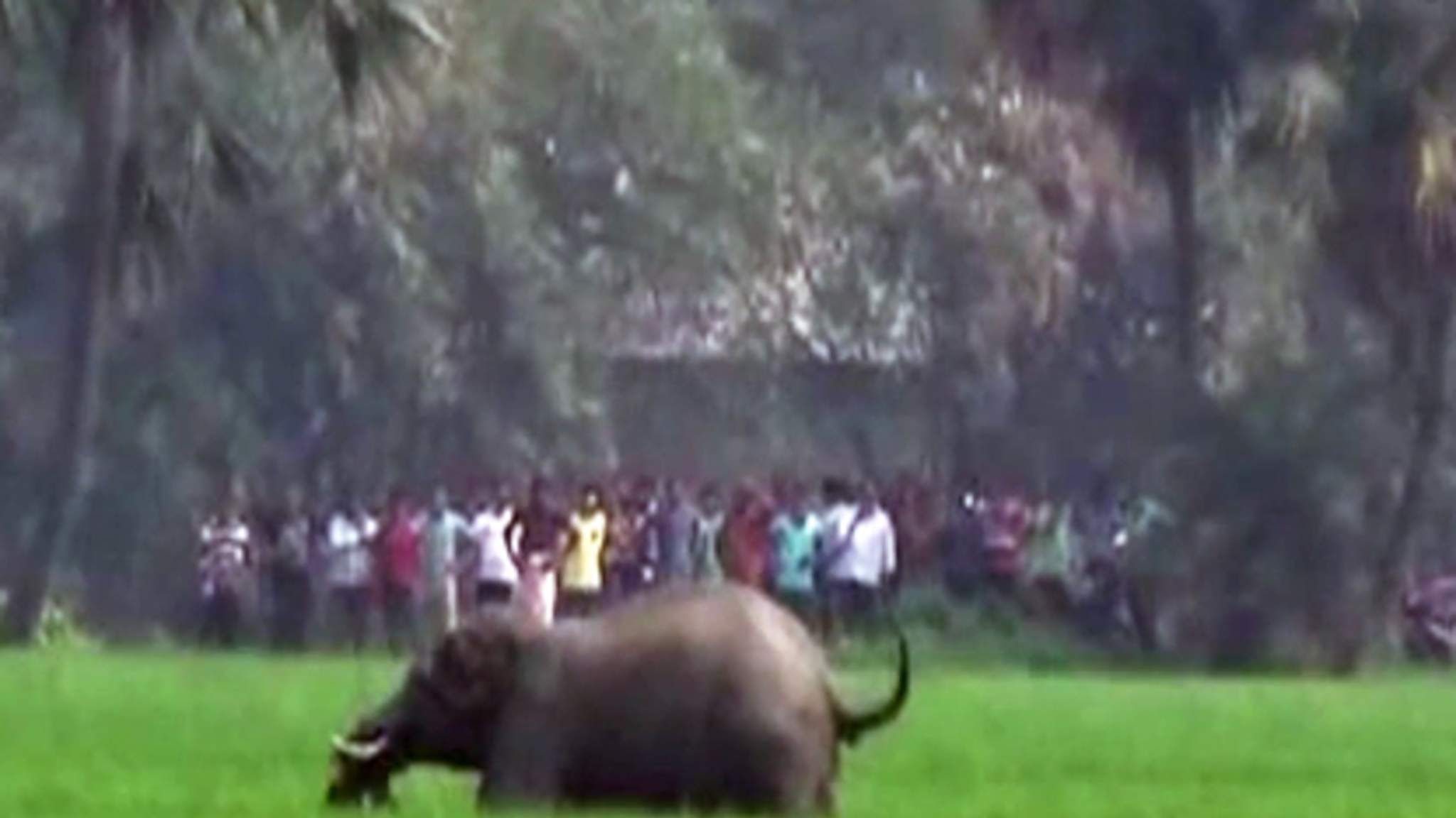 Elephants Trample Through Village Killing Five | World News | Sky News
