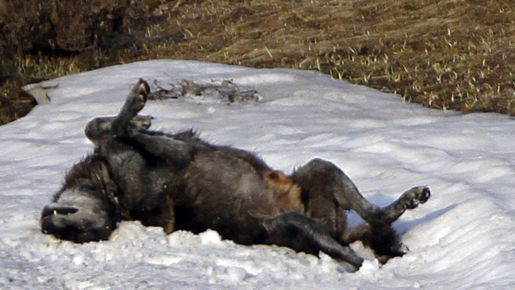 Wolf Pack Slays Entire Elk Herd For 'Sport' | US News | Sky News
