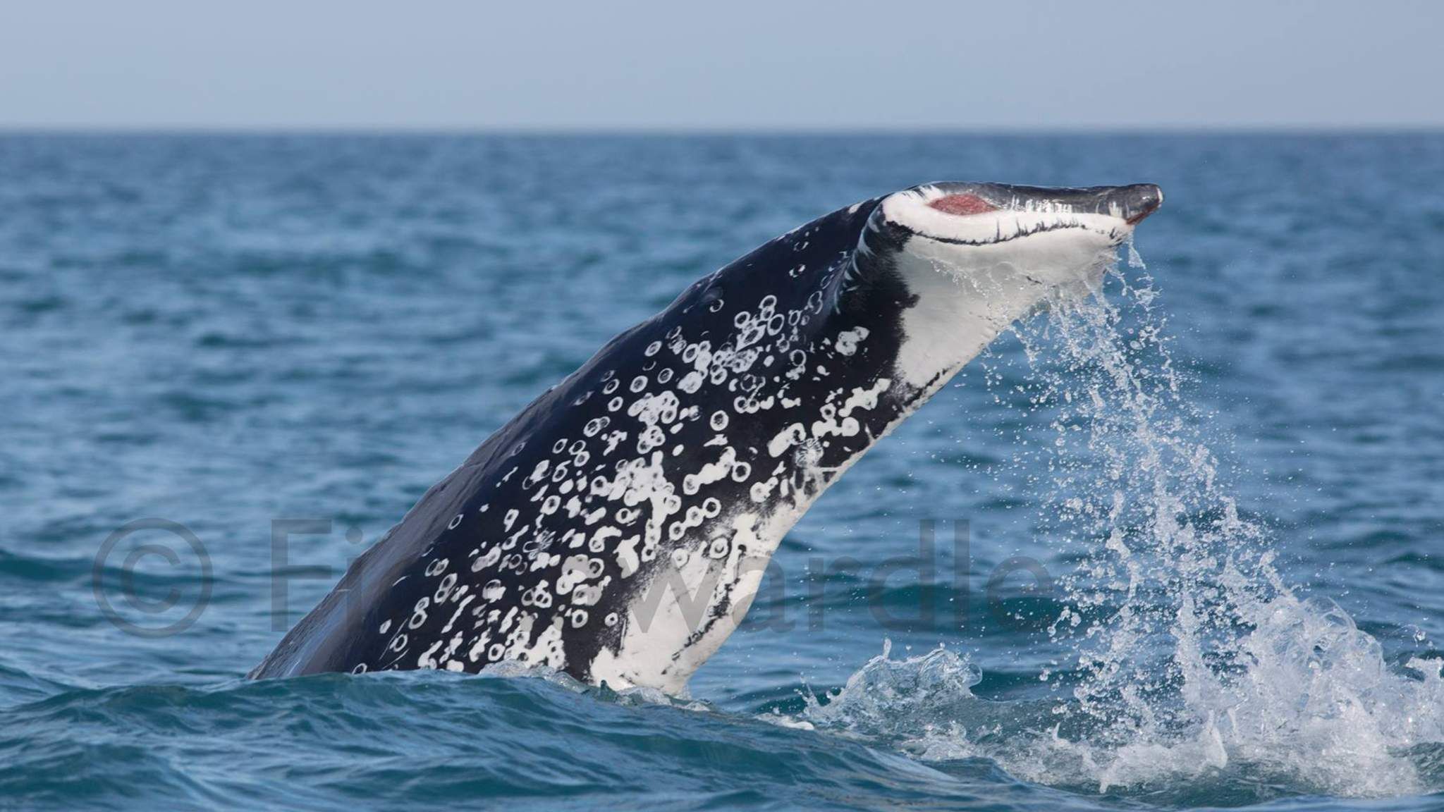 Whale Without Tail Spotted In New Zealand | World News | Sky News