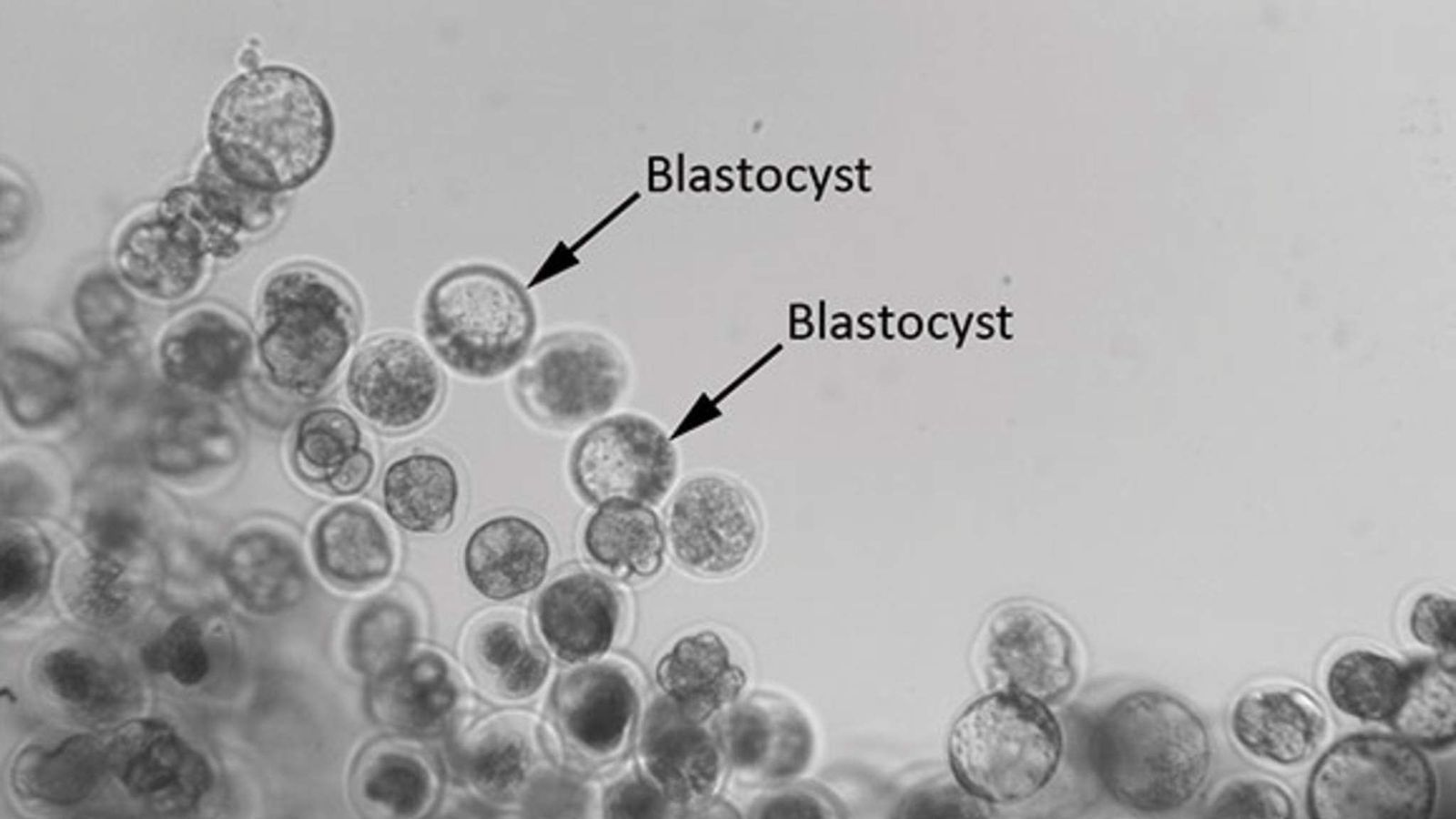 Breakthrough As Mouse Embryos Grown In Space | Science, Climate & Tech ...