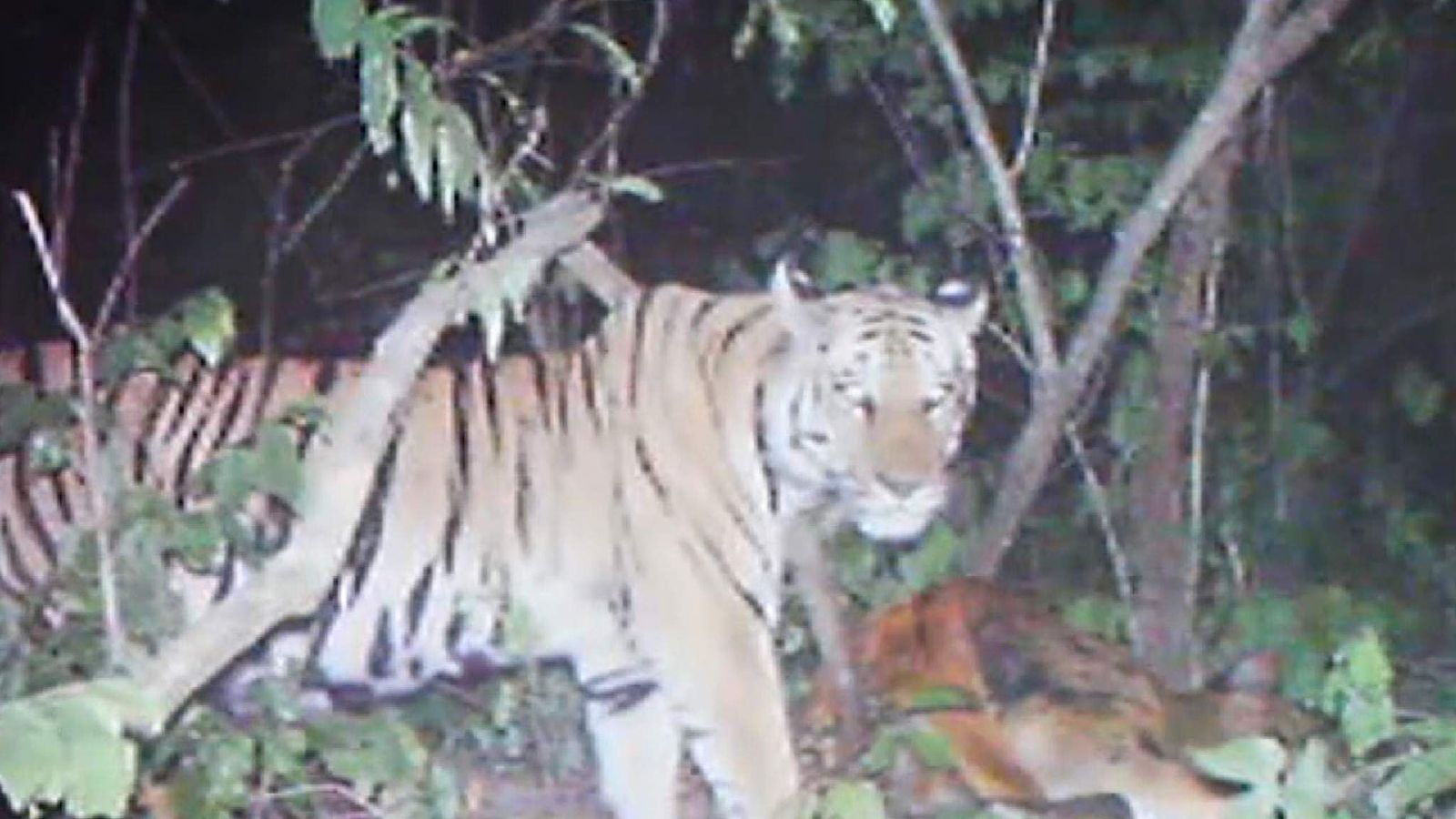 Poaching Patrols Raise Hope For Thailand's Tigers | World News | Sky News
