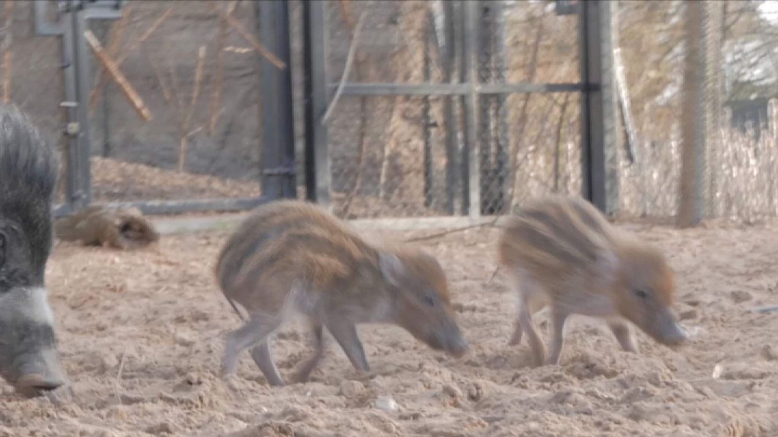 Visayan Warty Piglets Make Their First Public Appearance At Chester Zoo ...