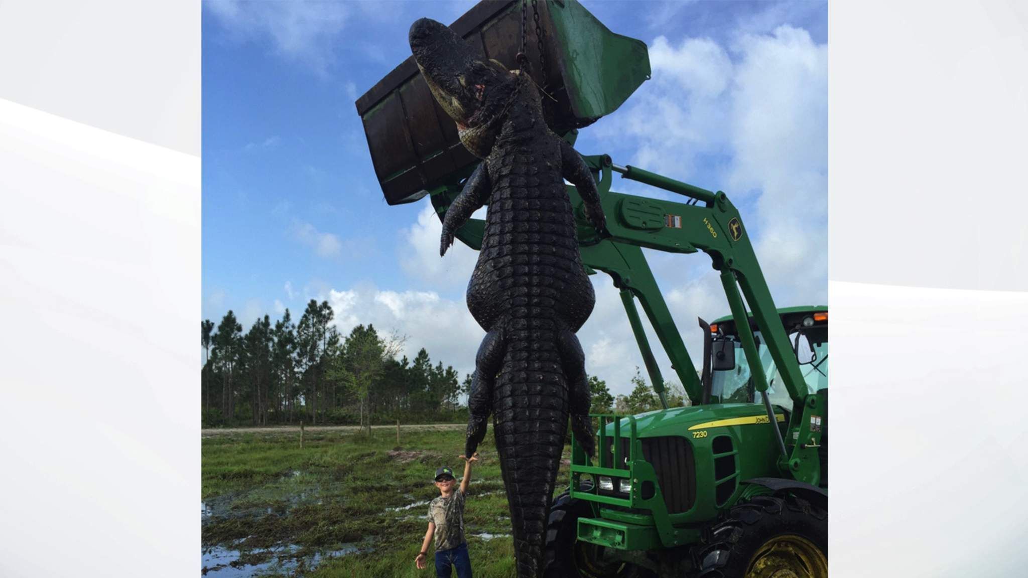 Enormous 'Cow-Killer' Alligator Shot Dead | US News | Sky News