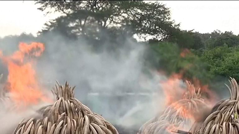 Kenya Lights World's Biggest Ivory Bonfire | Scoop News | Sky News