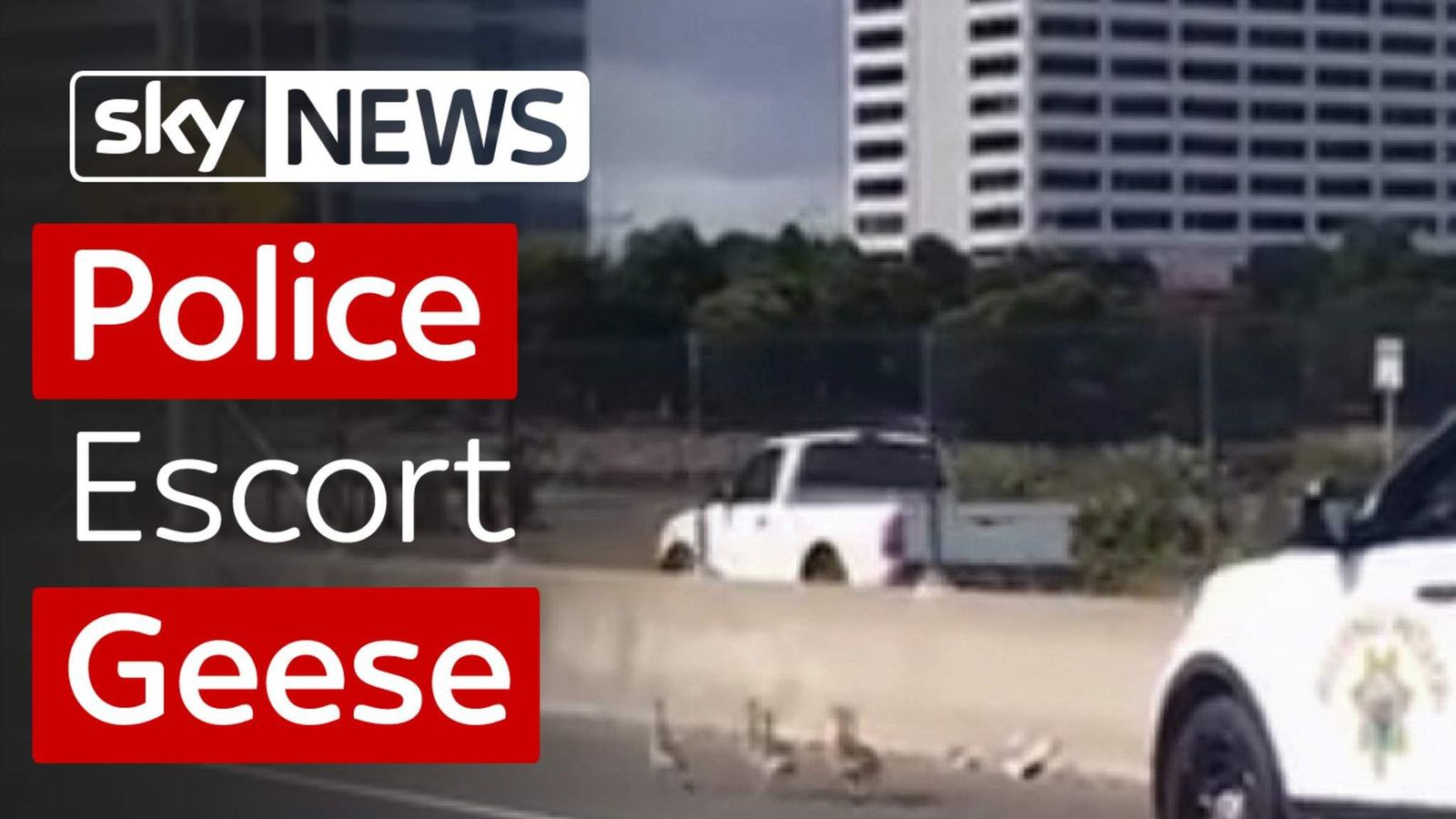 Baby Geese Cause Traffic Jam With Police Escort | Scoop News | Sky News