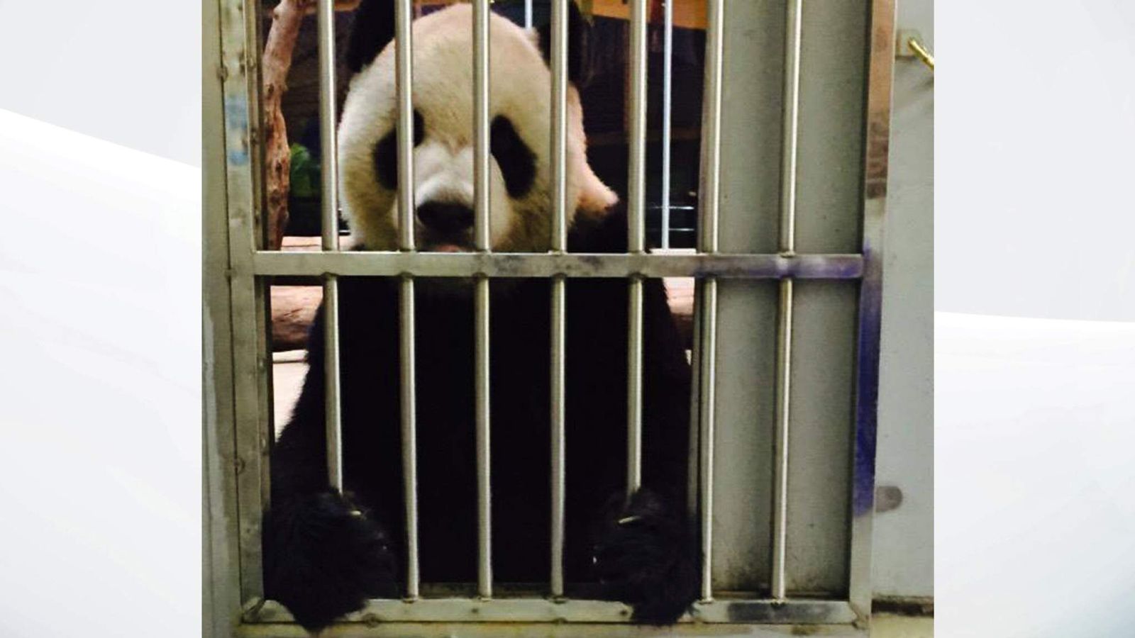 Panda Picture Proves 'Dead' Bear Is Alive | World News | Sky News