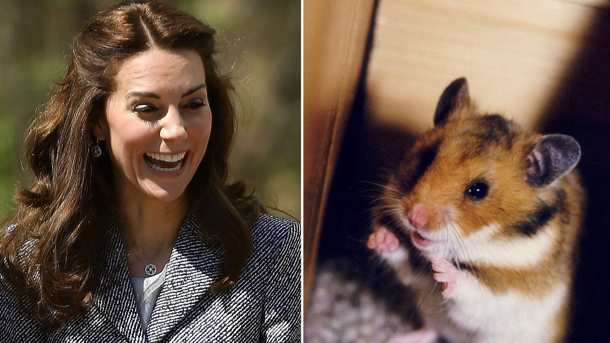 HRH (Her Royal Hamster): Kate Reveals New Pet | UK News | Sky News