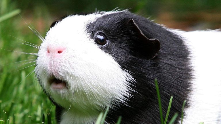 Lacrosse Team 'Kills Guinea Pig For Face Paint' | US News | Sky News
