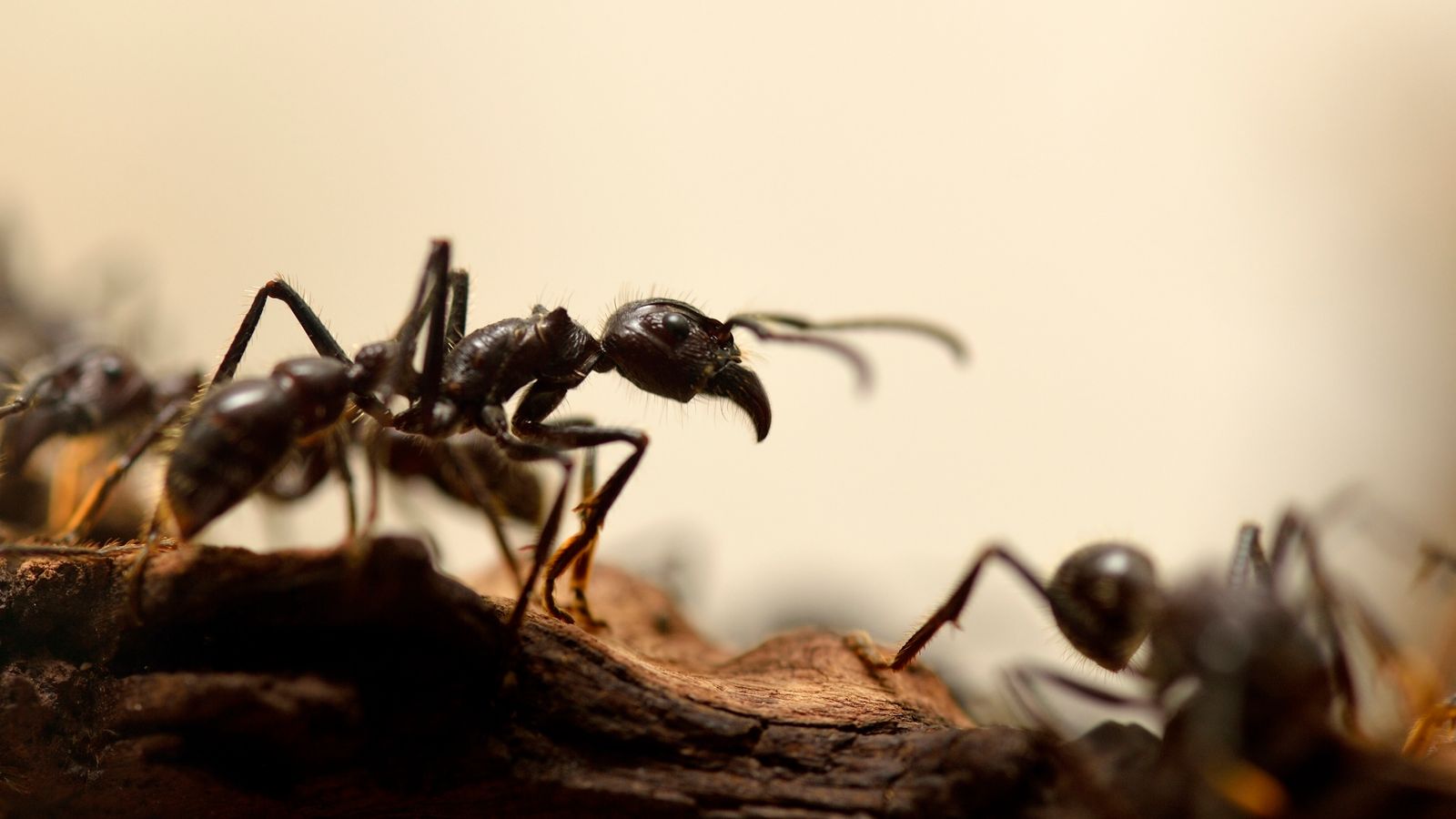Kiss Of Death Marks Ants For Assassination | Science, Climate & Tech ...