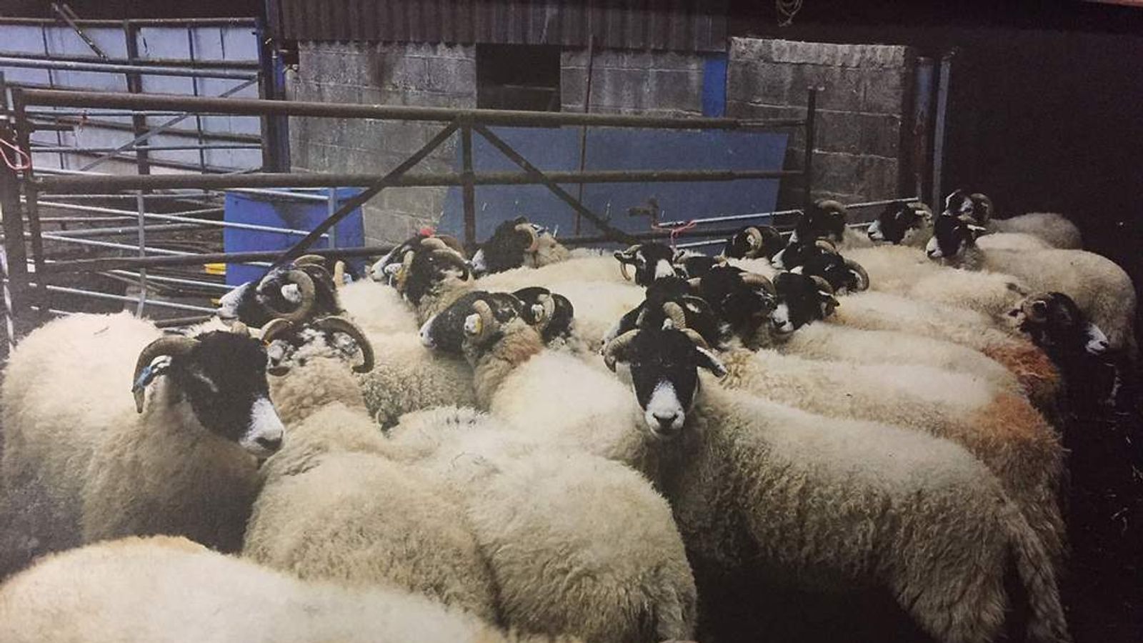 Identity Parade Helps Convict Sheep Rustlers | UK News | Sky News