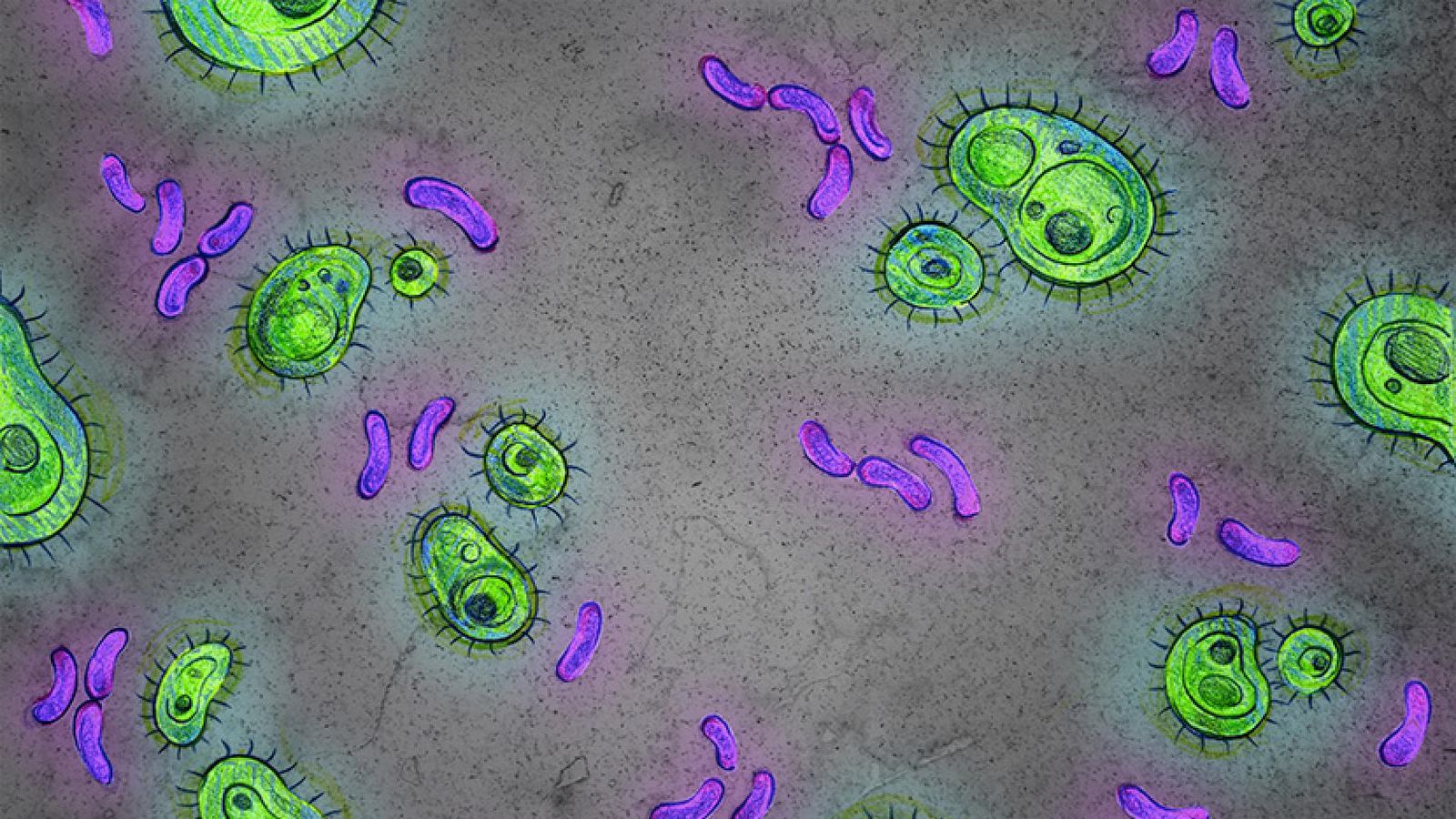 Bacteria Lived In Gut Before We Were Human | Science, Climate & Tech ...