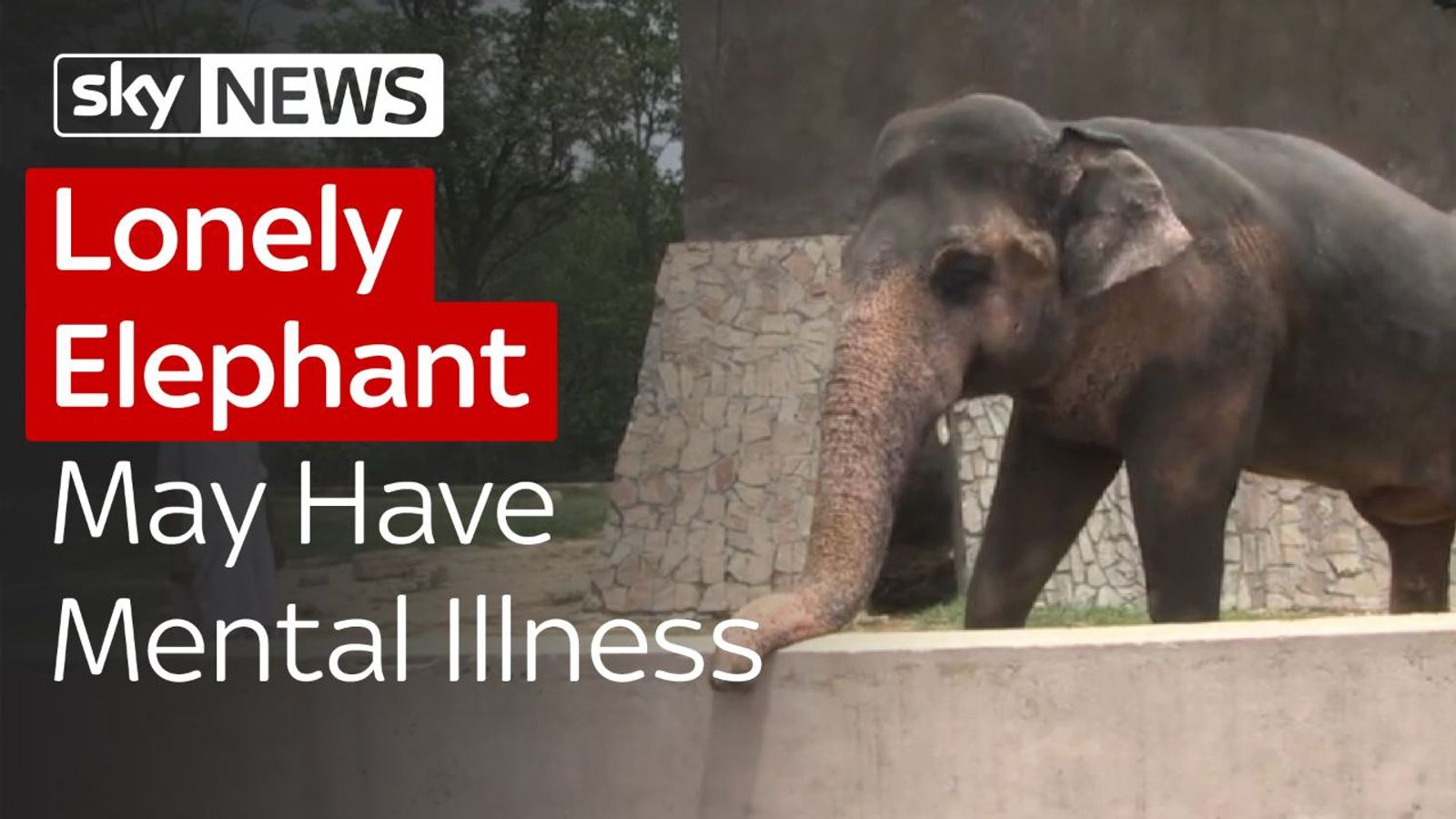 Does Lonely Elephant Need New Mate? | World News | Sky News