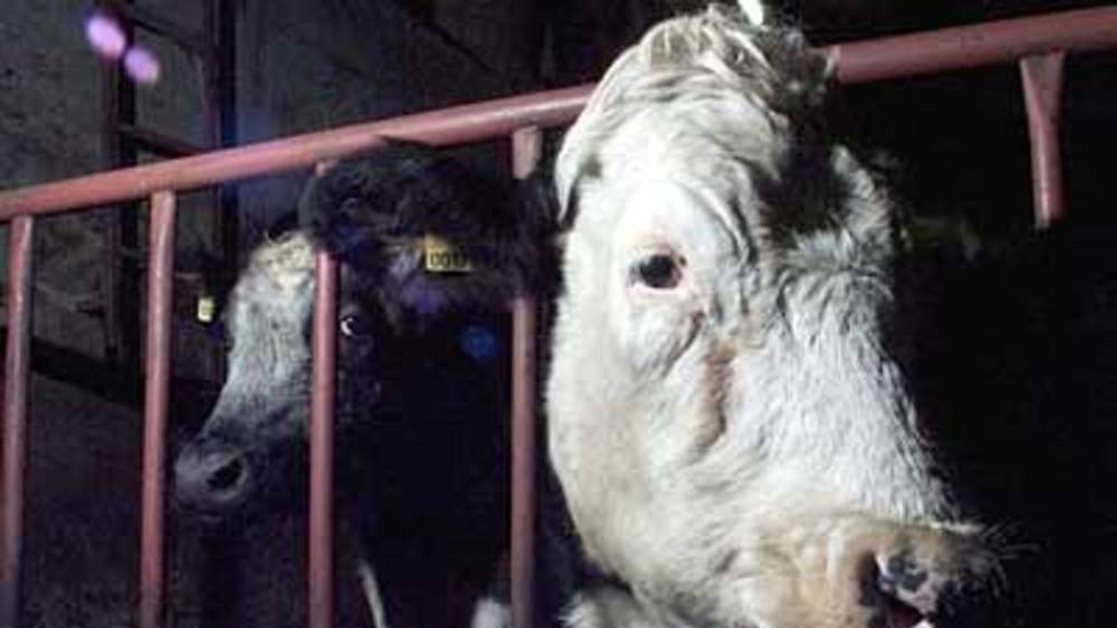 US Welcomes Irish Beef After Mad Cow Ban | Money News | Sky News