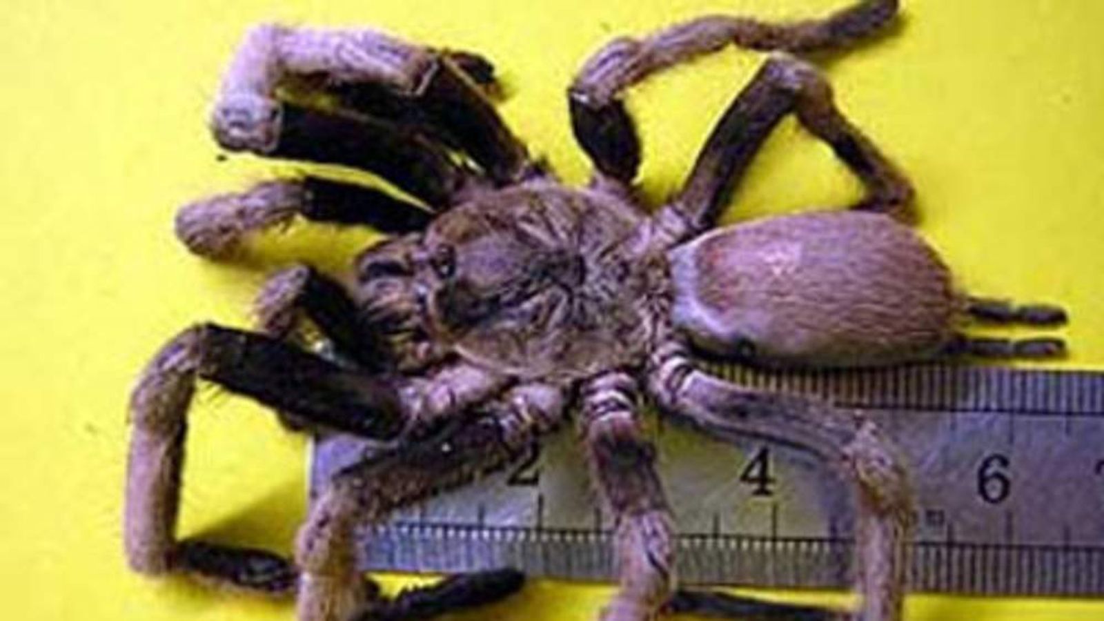 Tarantula Smuggling Suspect Arrested In US | World News | Sky News