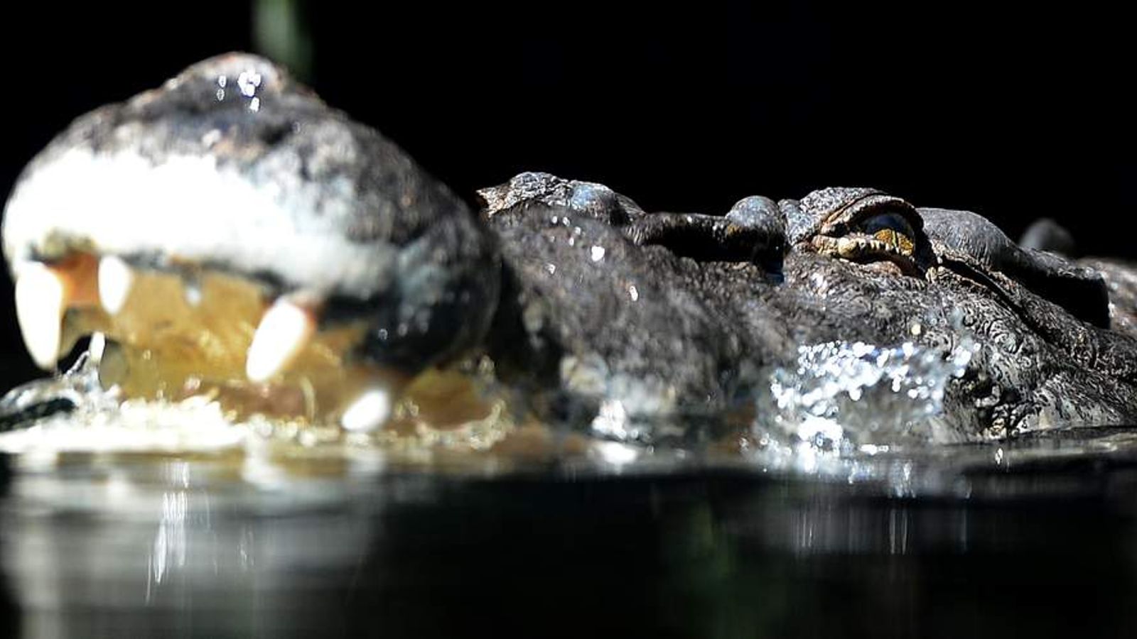 Crocodile Attacks Boy: 'Human Remains Found' | World News | Sky News