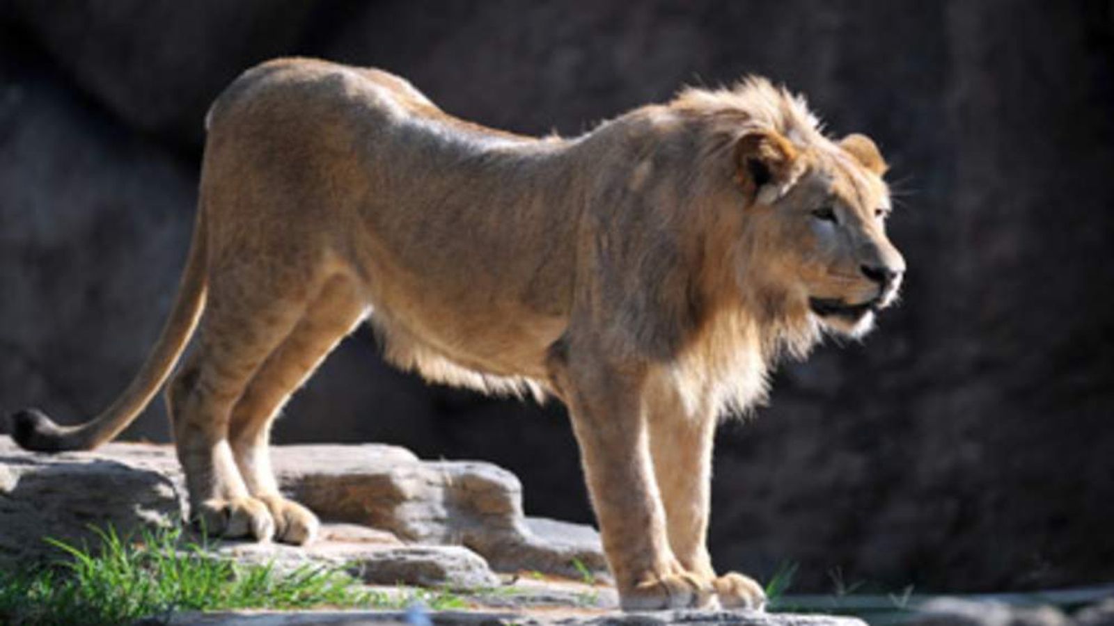 Lions Maul Man To Death In Safari Shower | World News | Sky News Lions Maul Man To Death In Safari Shower | World News | Sky News