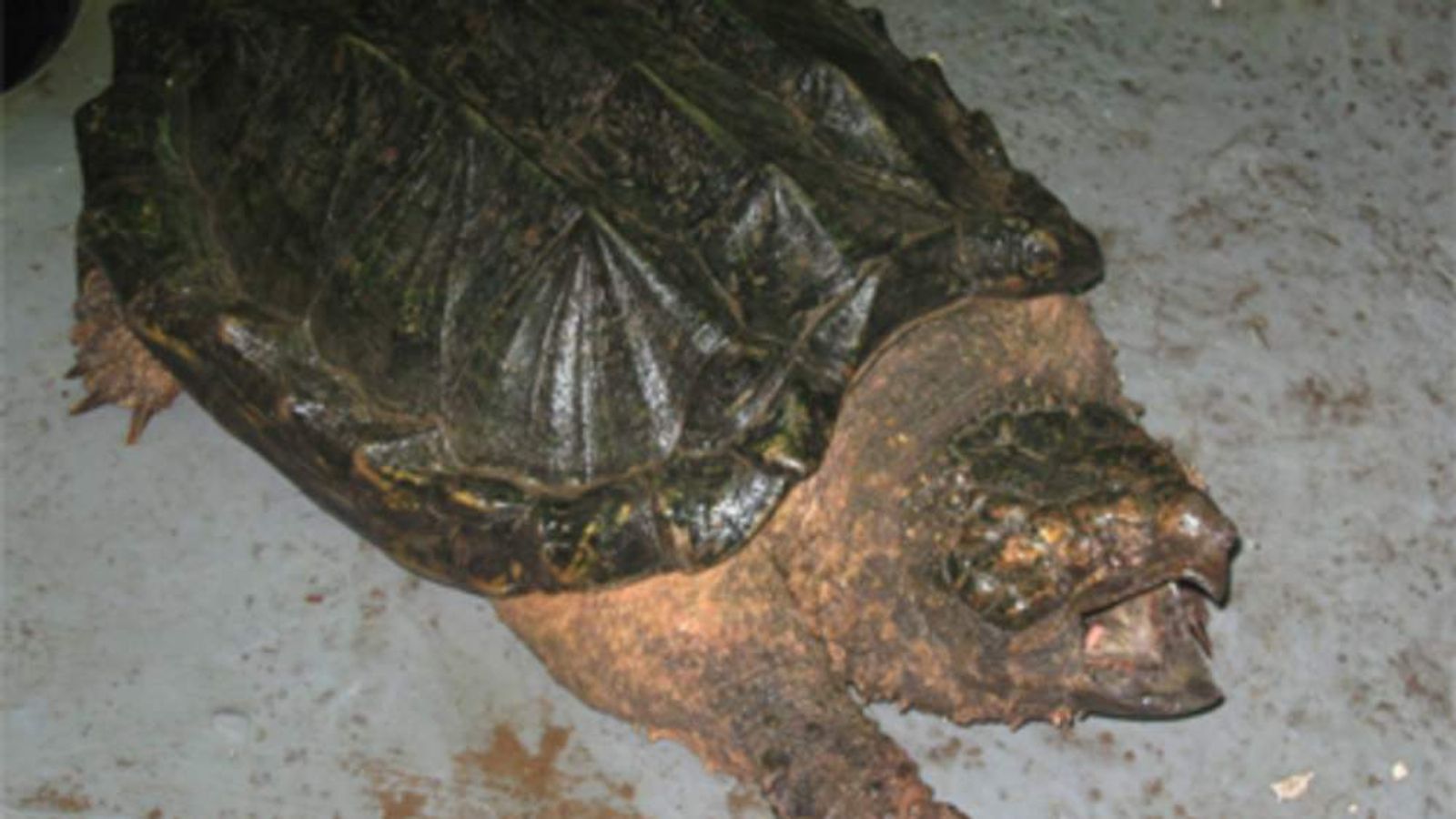 Shell-Shocked Angler Catches Giant Turtle | UK News | Sky News