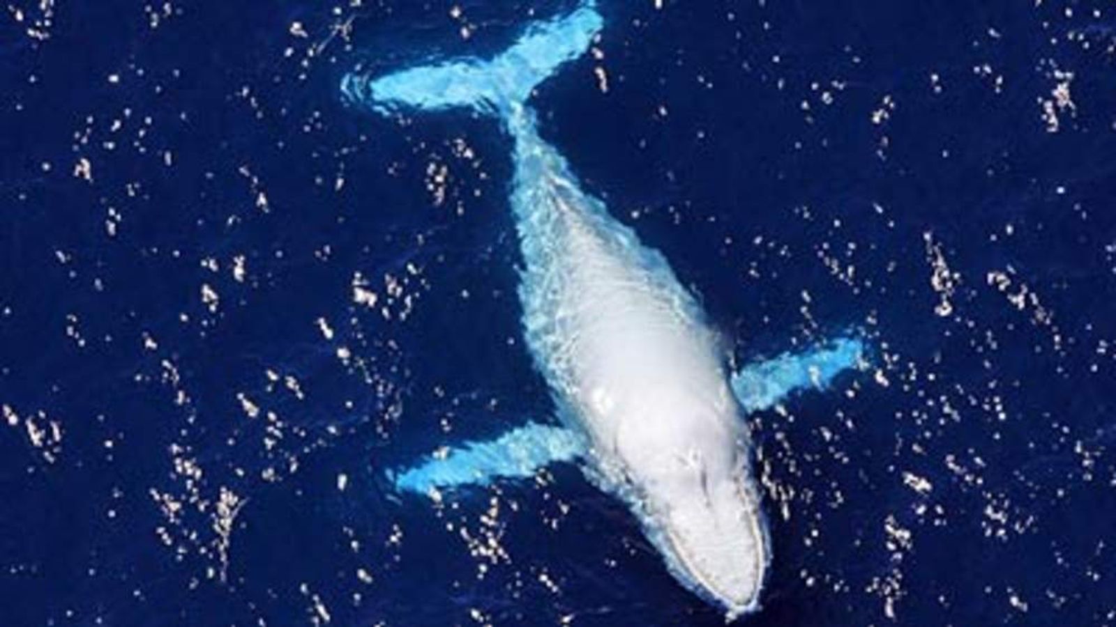 Unique White Humpback Whale Caught On Film | Scoop News | Sky News