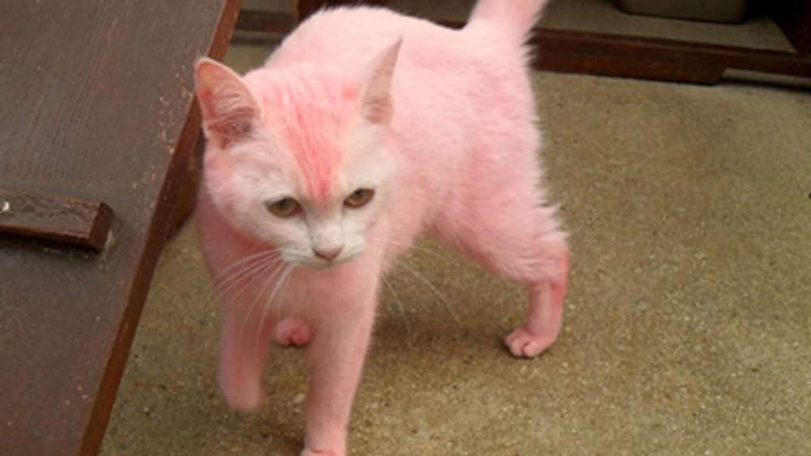 The Pink Prankster: Cat Covered In Dye | UK News | Sky News