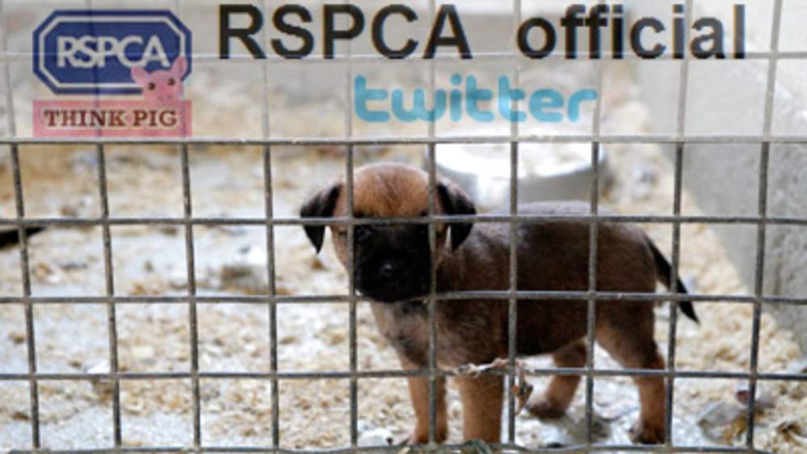 Followers Flock To RSPCA For Tweet-A-Thon | UK News | Sky News