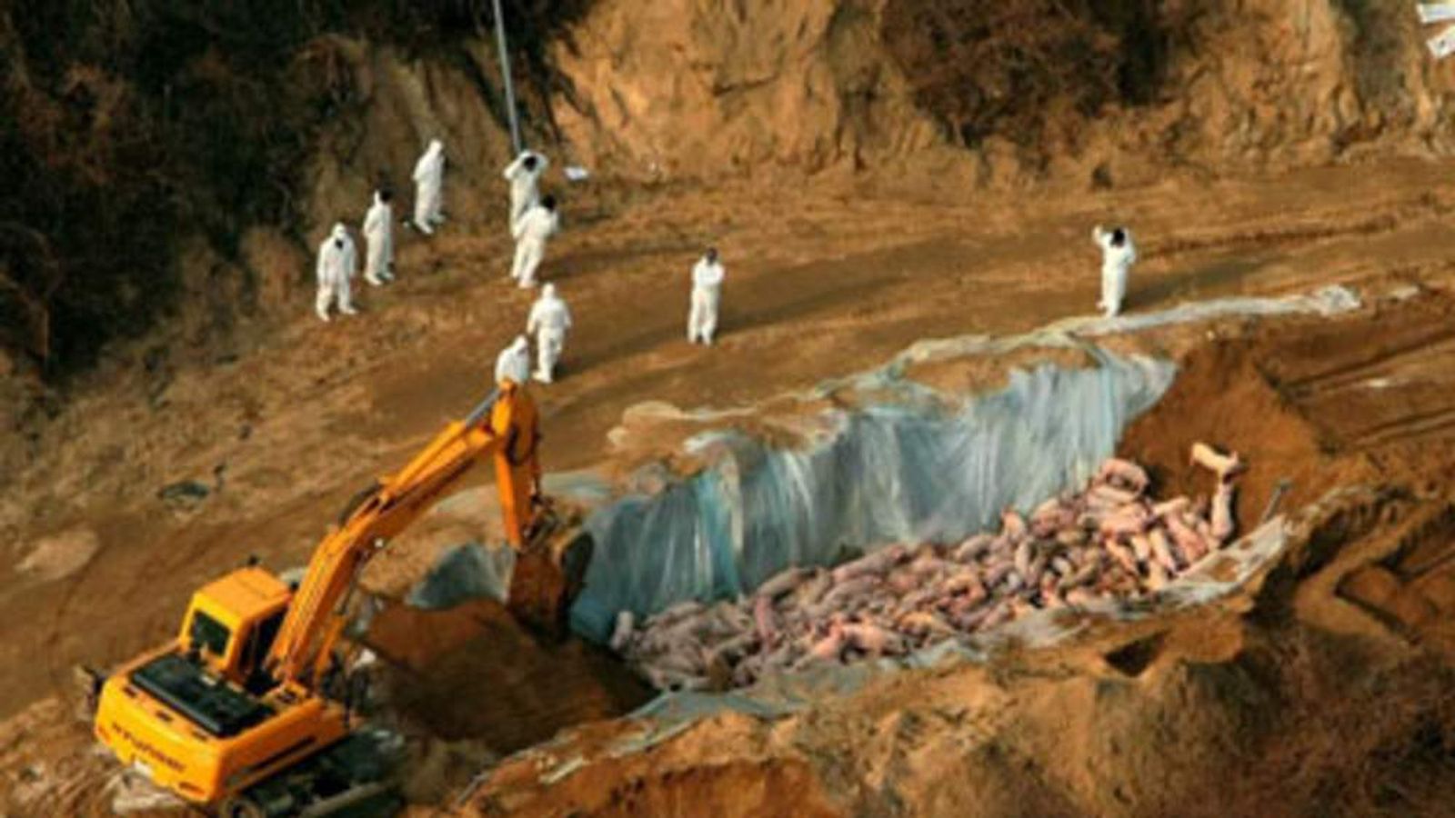 South Korea Buries One Million Pigs Alive | World News | Sky News