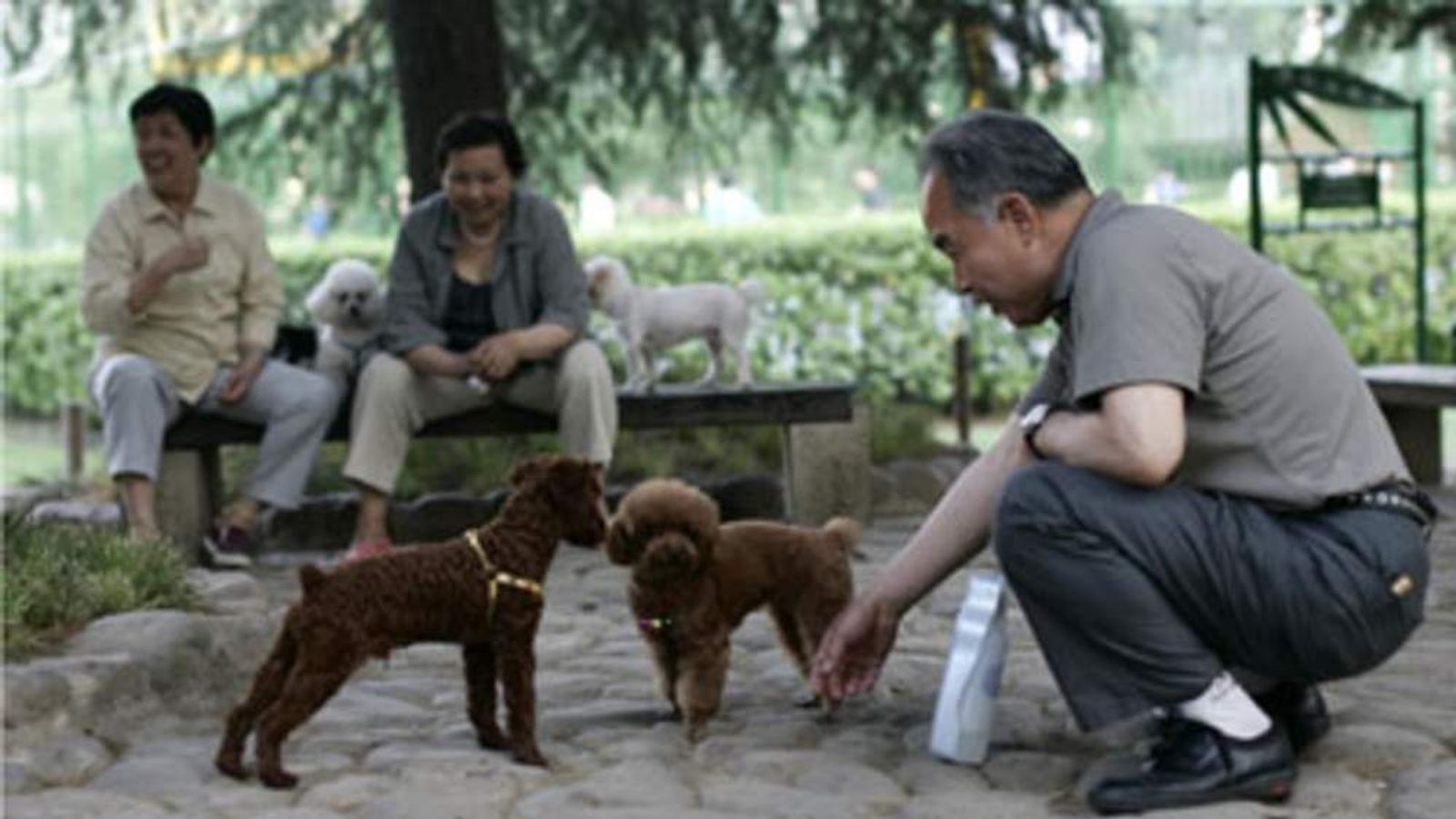 One Family, One Dog Policy For Shanghai | World News | Sky News