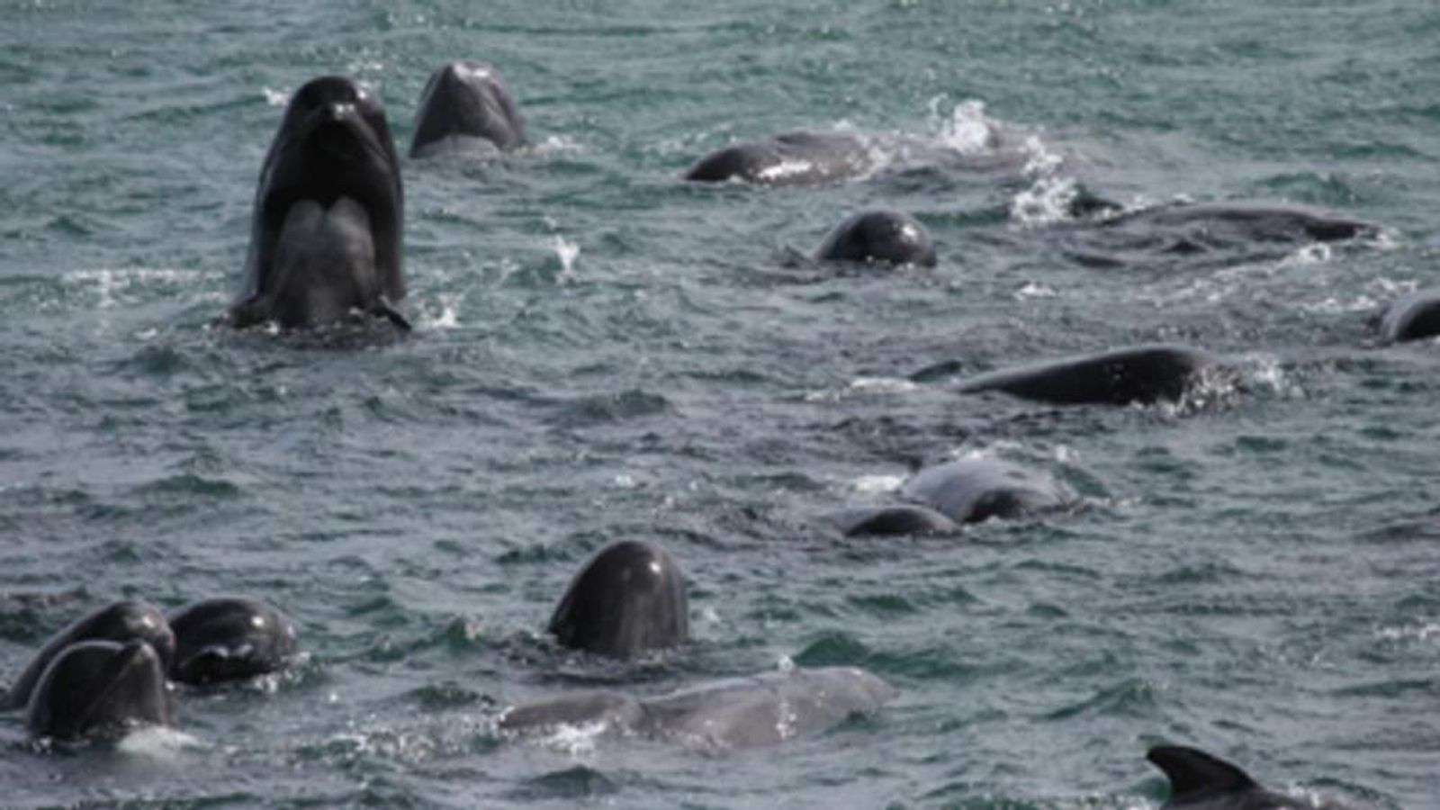 Whale In Stranded Pod Dies Off Western Isles | UK News | Sky News