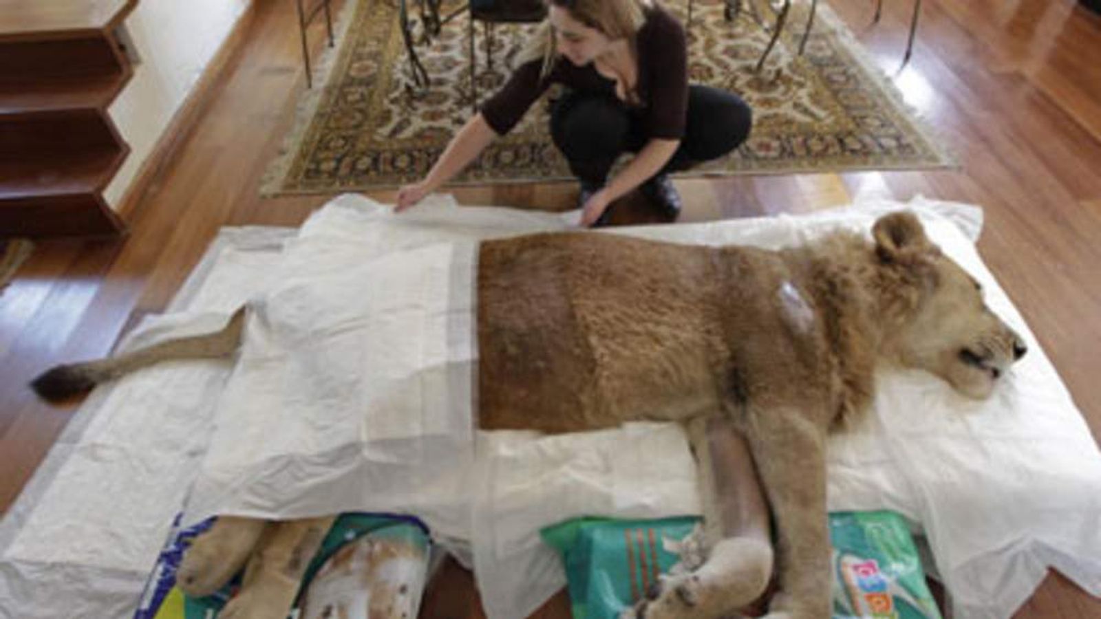 Hope For Paralysed Lion After Facebook Plea | World News | Sky News