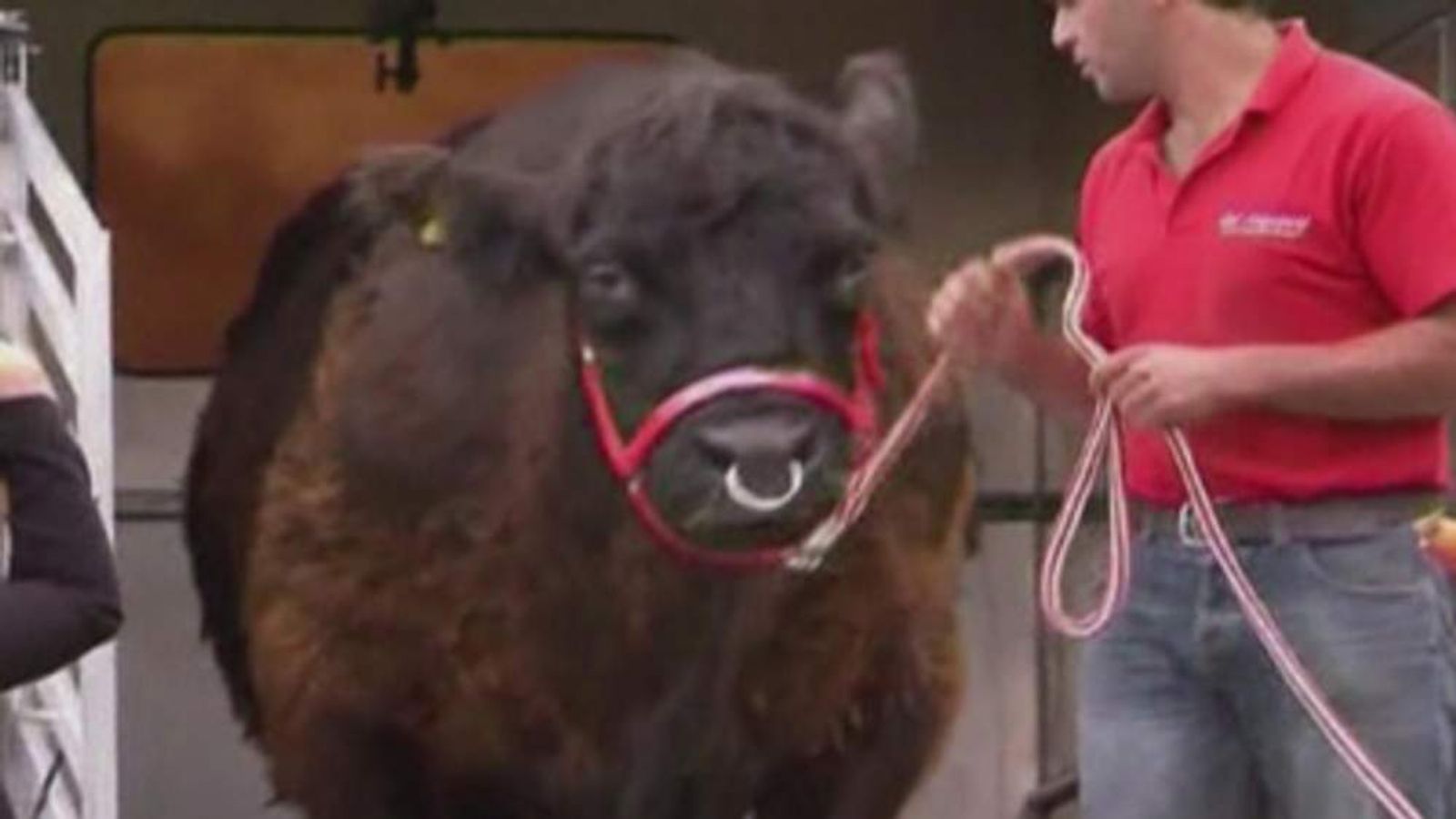 Reward For Freedom Fighting Cow On The Run | Scoop News | Sky News