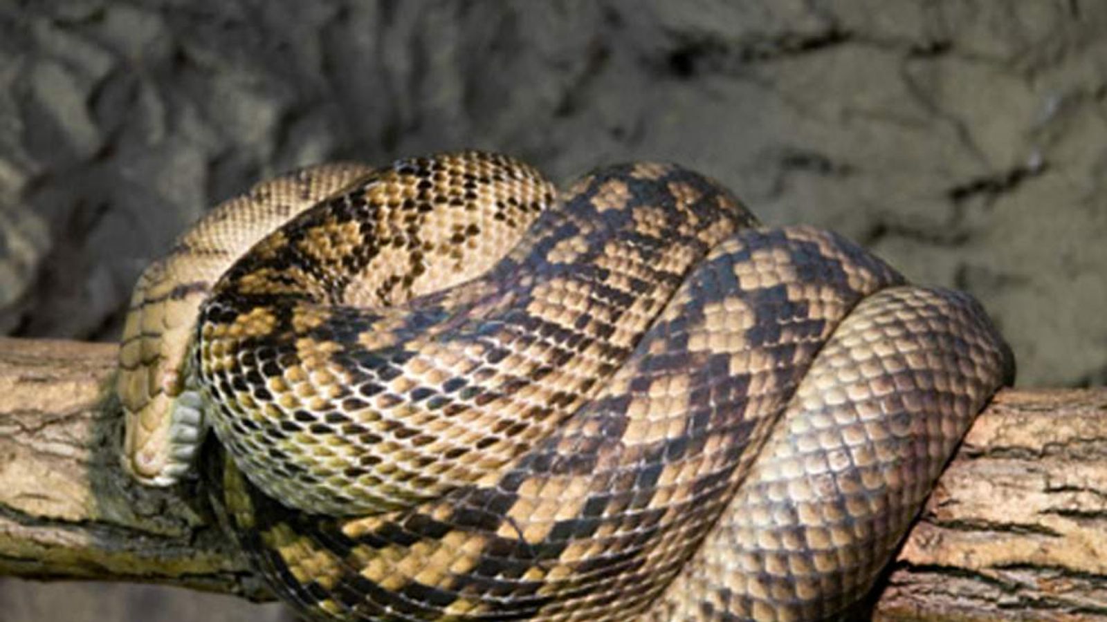 Biting Python Tries To Suffocate Toddler | World News | Sky News