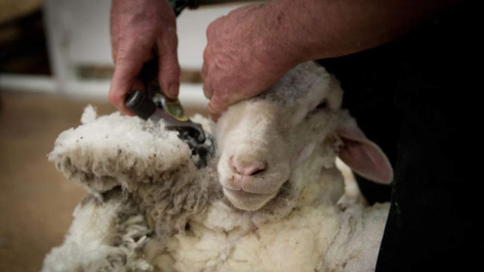 Move To Make Sheep Shearing An Olympic Sport | Scoop News | Sky News