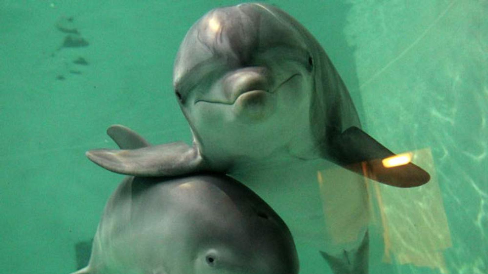 Dolphins 'Deserve Same Rights As Humans' | World News | Sky News