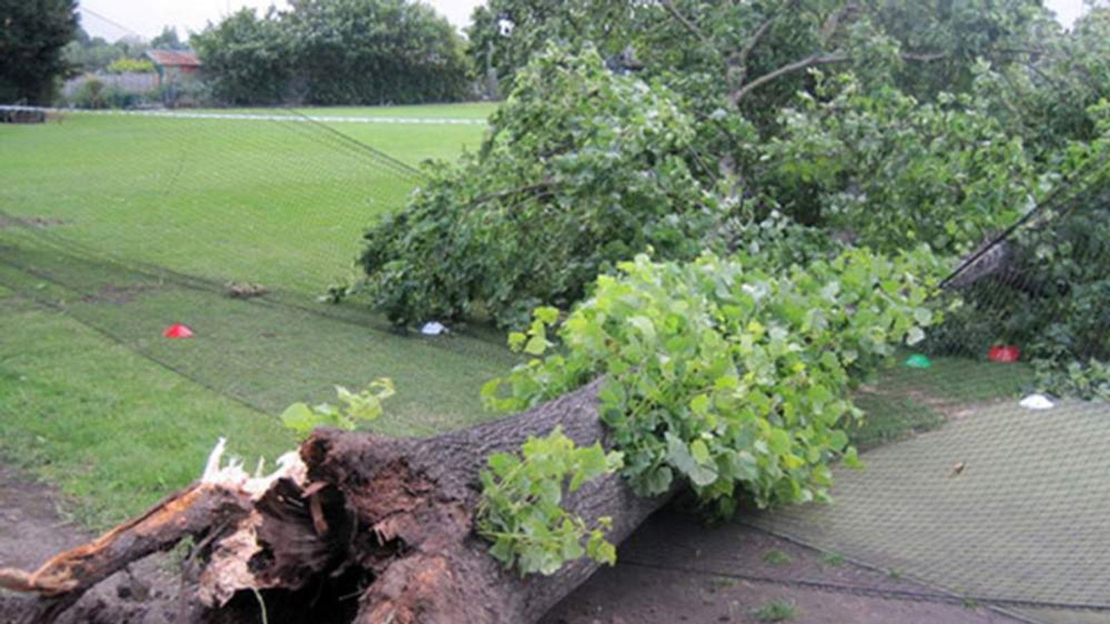 Three Boys Hurt By Falling Tree Named | Scoop News | Sky News