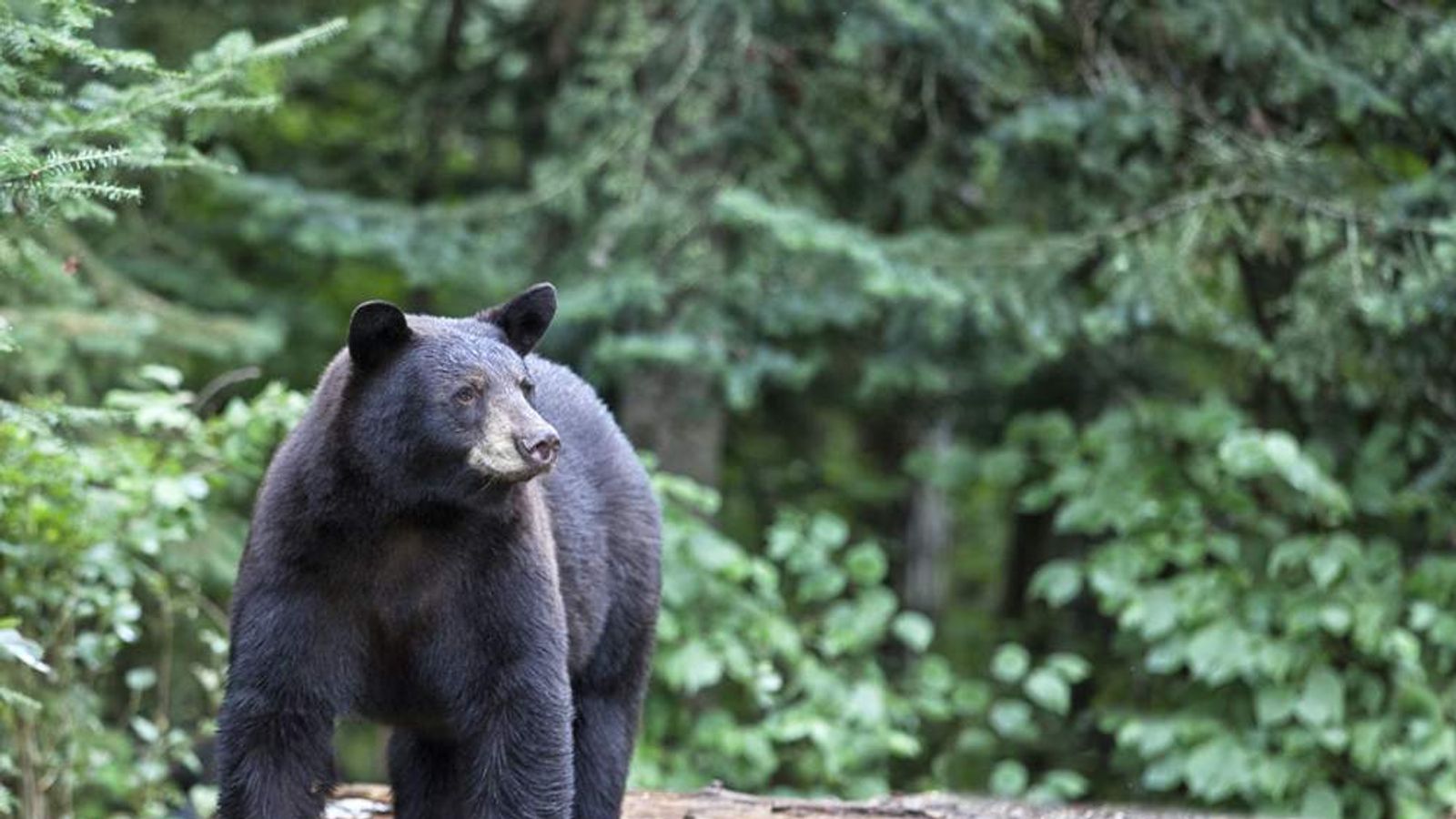 Three Killed Helping Black Bear Crash Driver | US News | Sky News