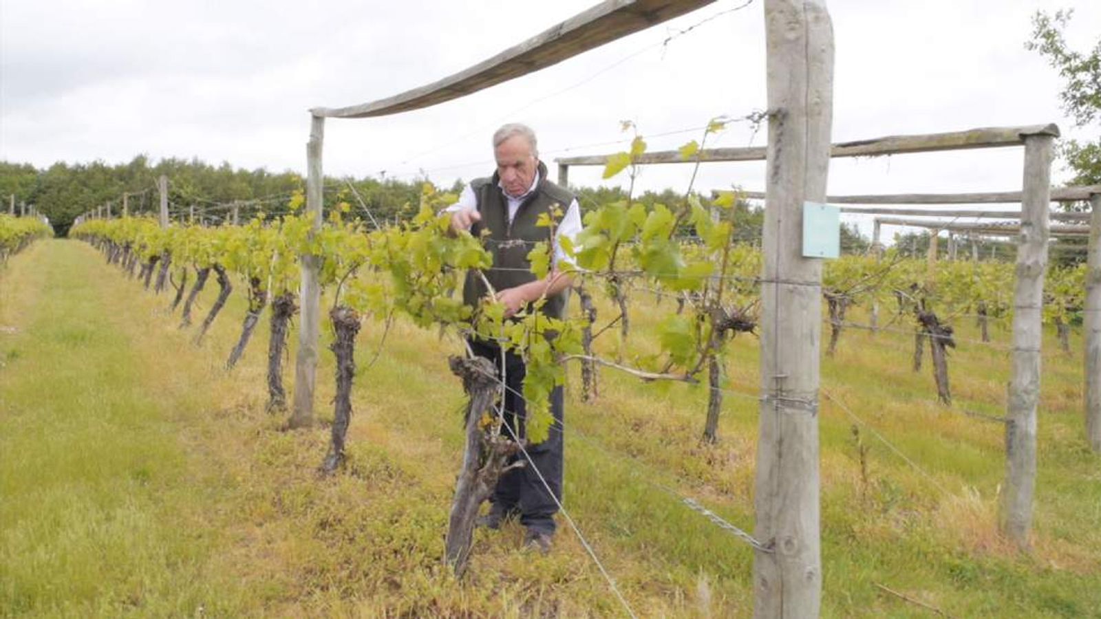 Balmy Winter Creates Perfect Storm For Crops | UK News | Sky News