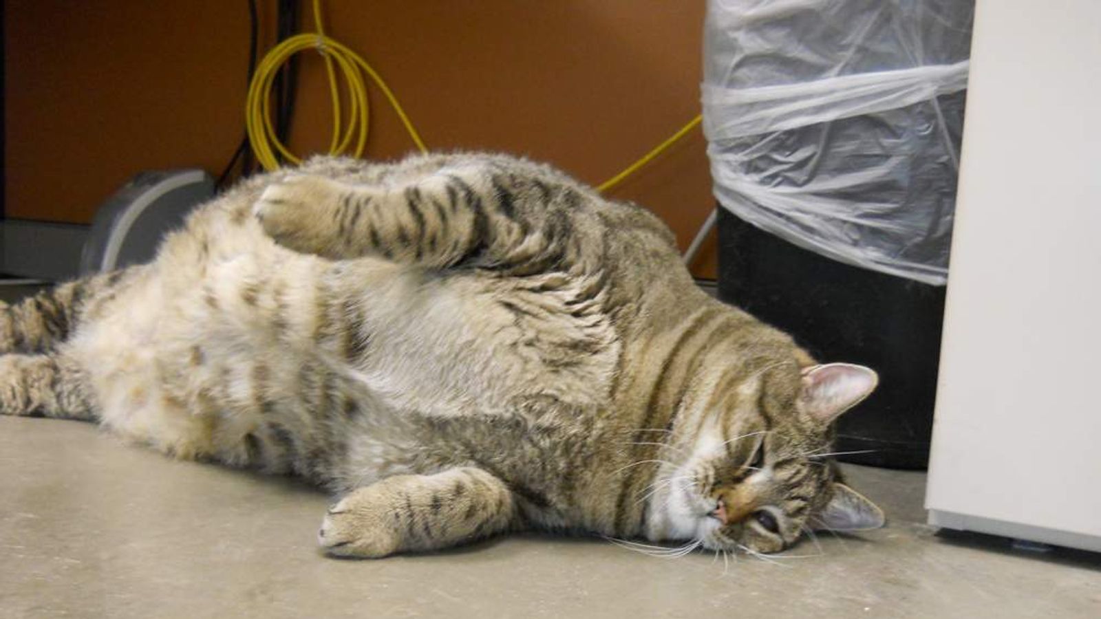 Monster Moggie: Diet For The Too-Fat Cat | US News | Sky News